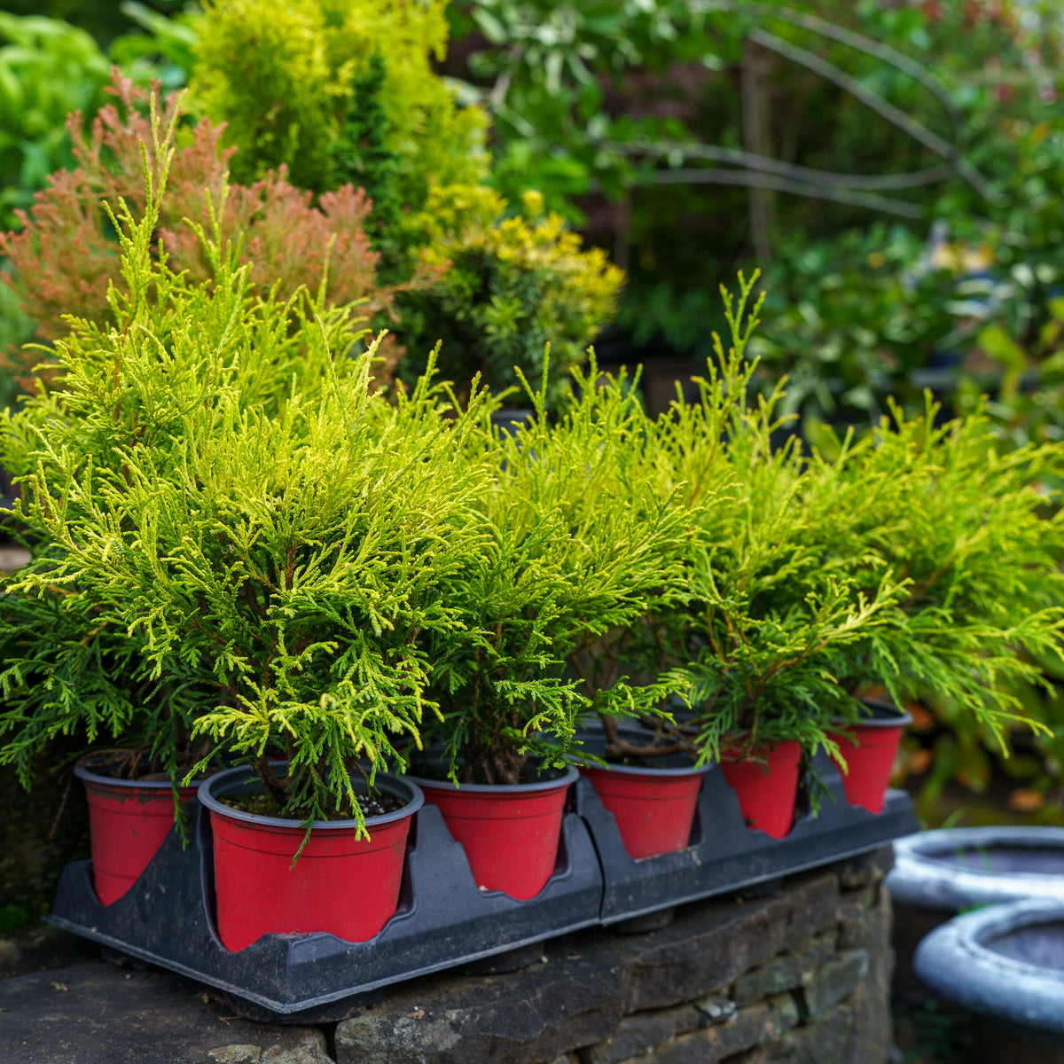 Assorted Mini Shrubs – Plant Detectives