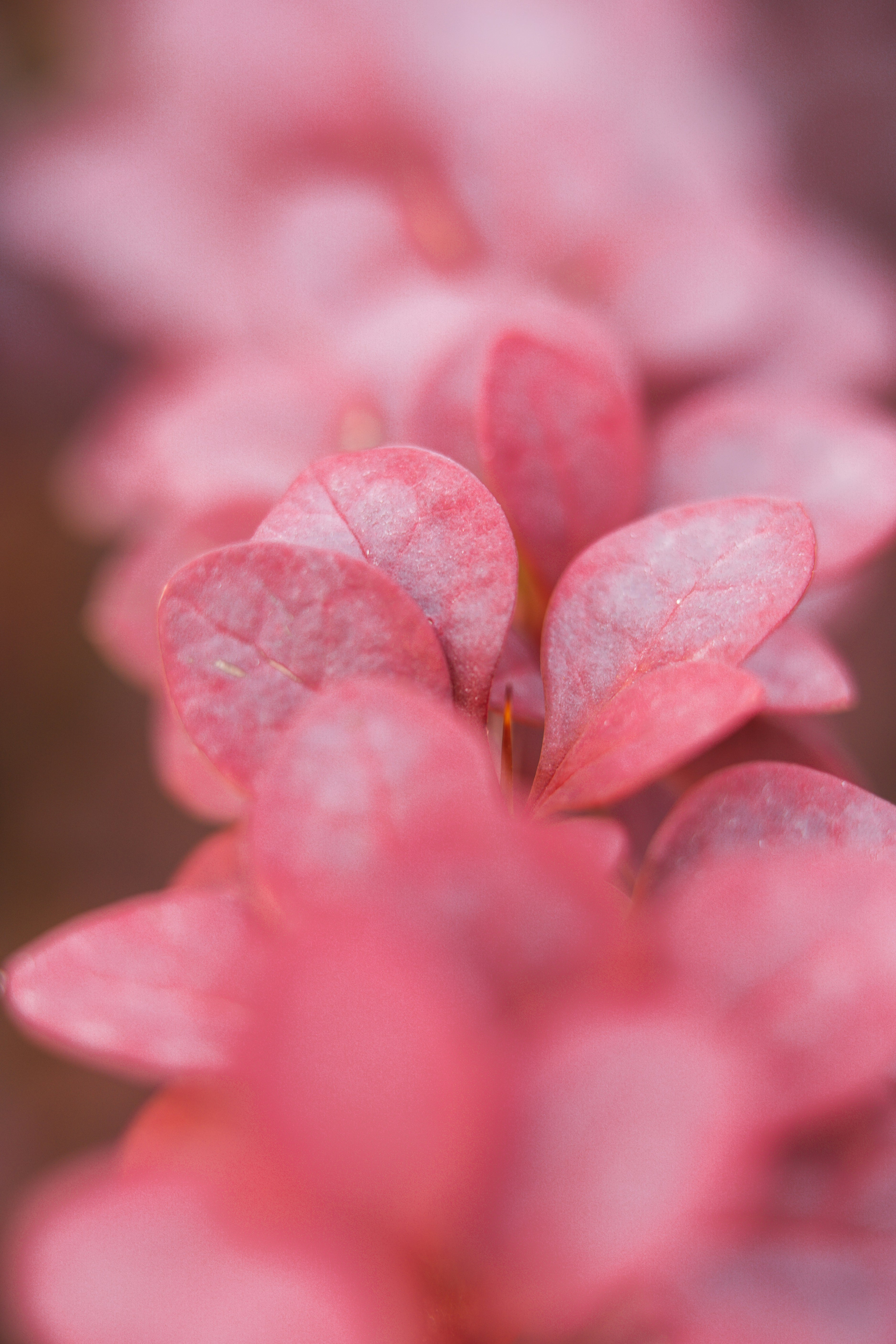 The Barberry Guide – Plant Detectives