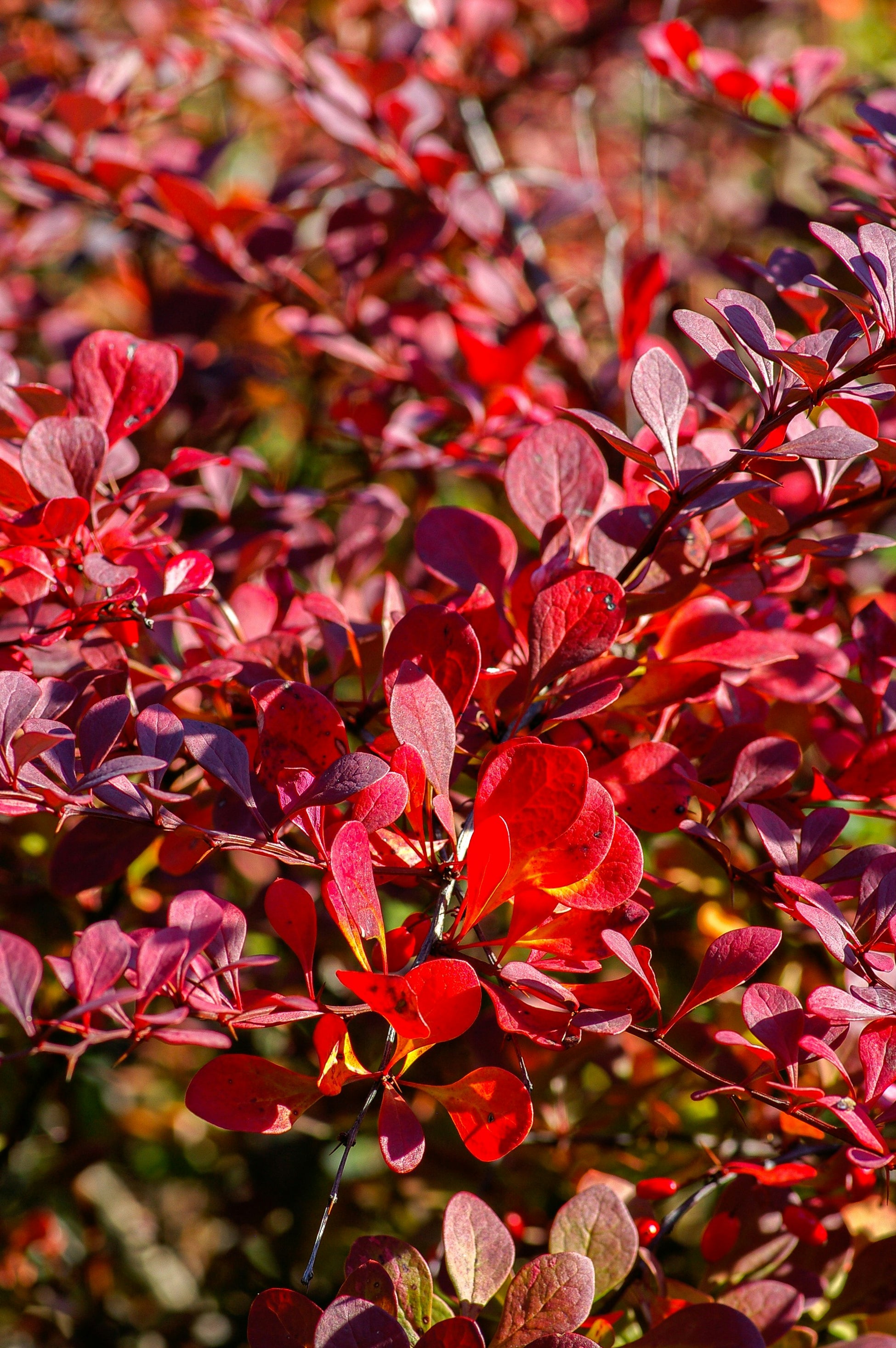 The Barberry Guide – Plant Detectives