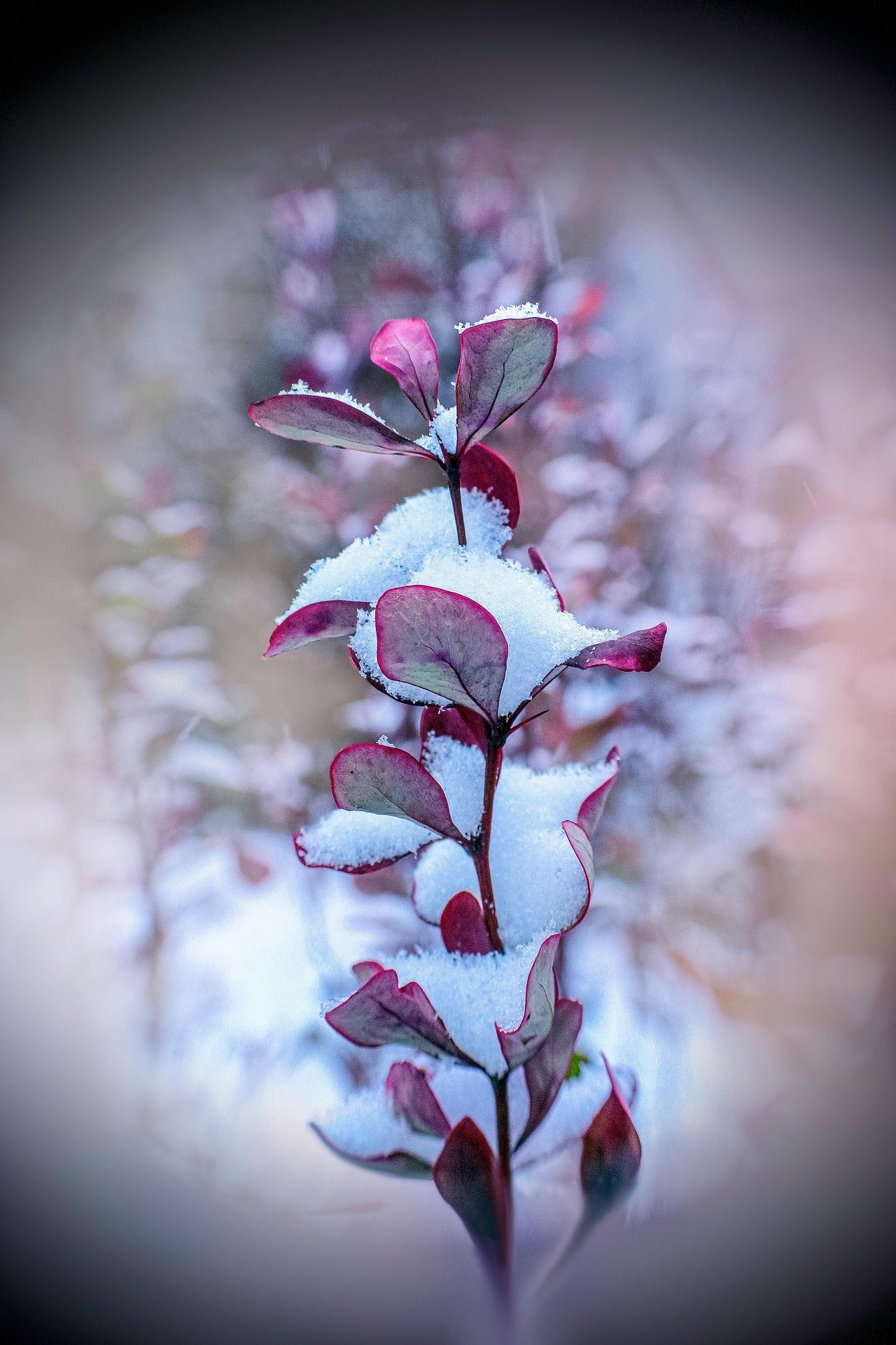 The Barberry Guide – Plant Detectives