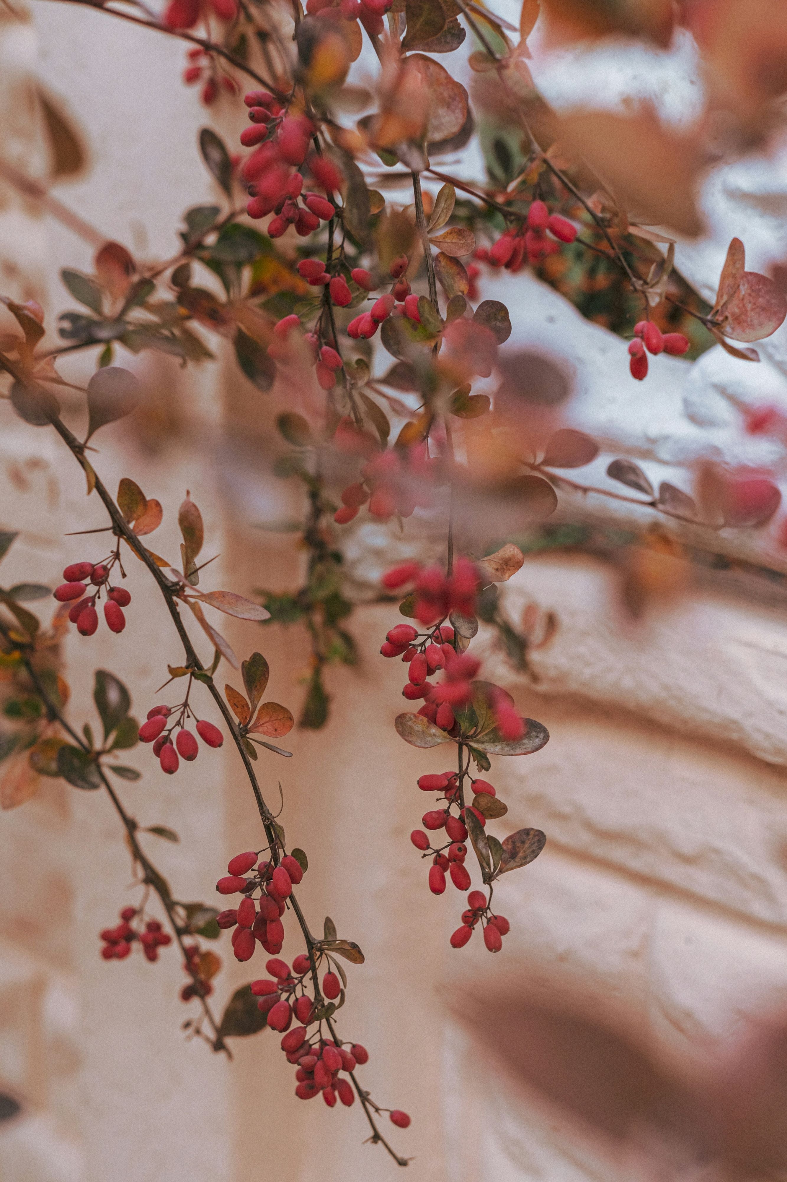 The Barberry Guide – Plant Detectives
