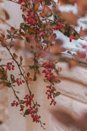 The Barberry Guide – Plant Detectives