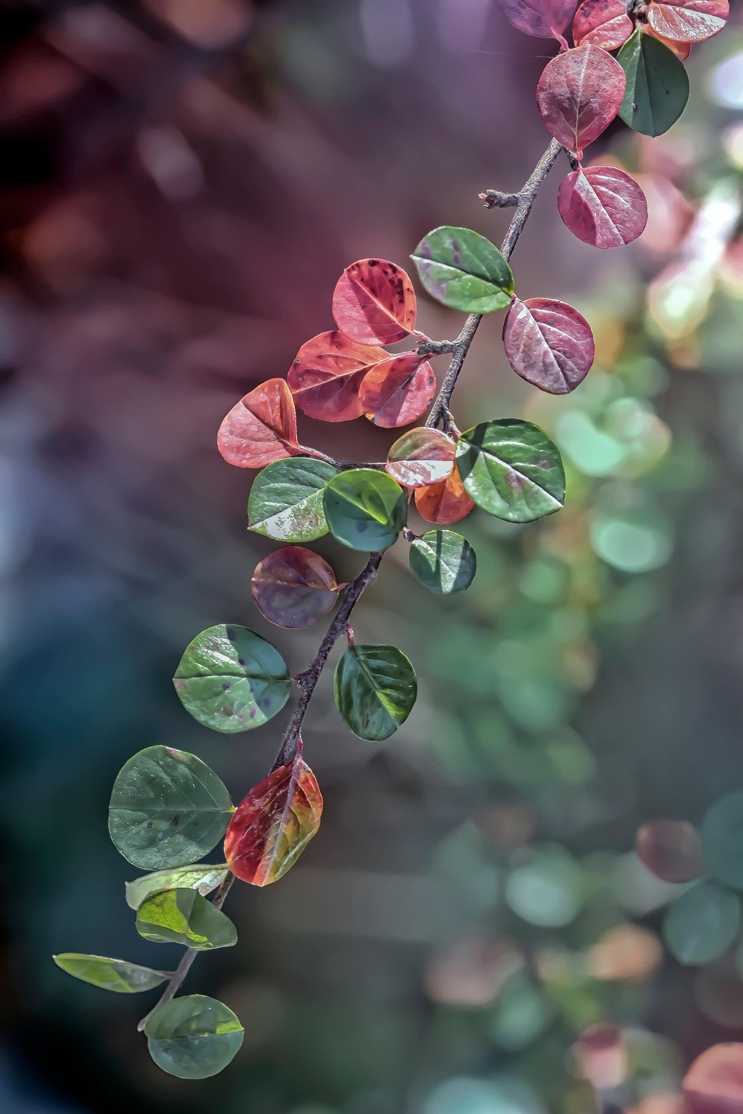 The Barberry Guide – Plant Detectives