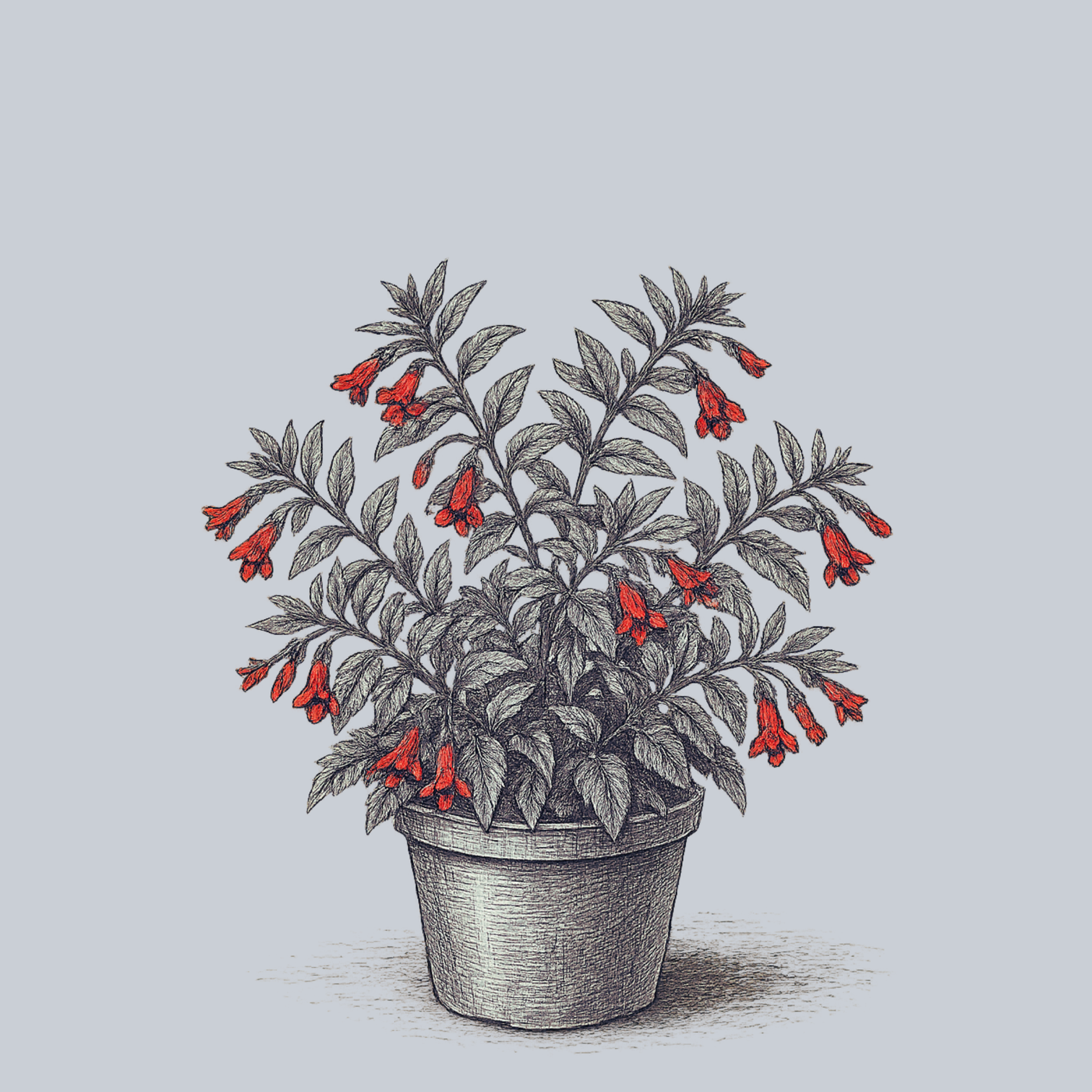 The Cuphea Guide – Plant Detectives