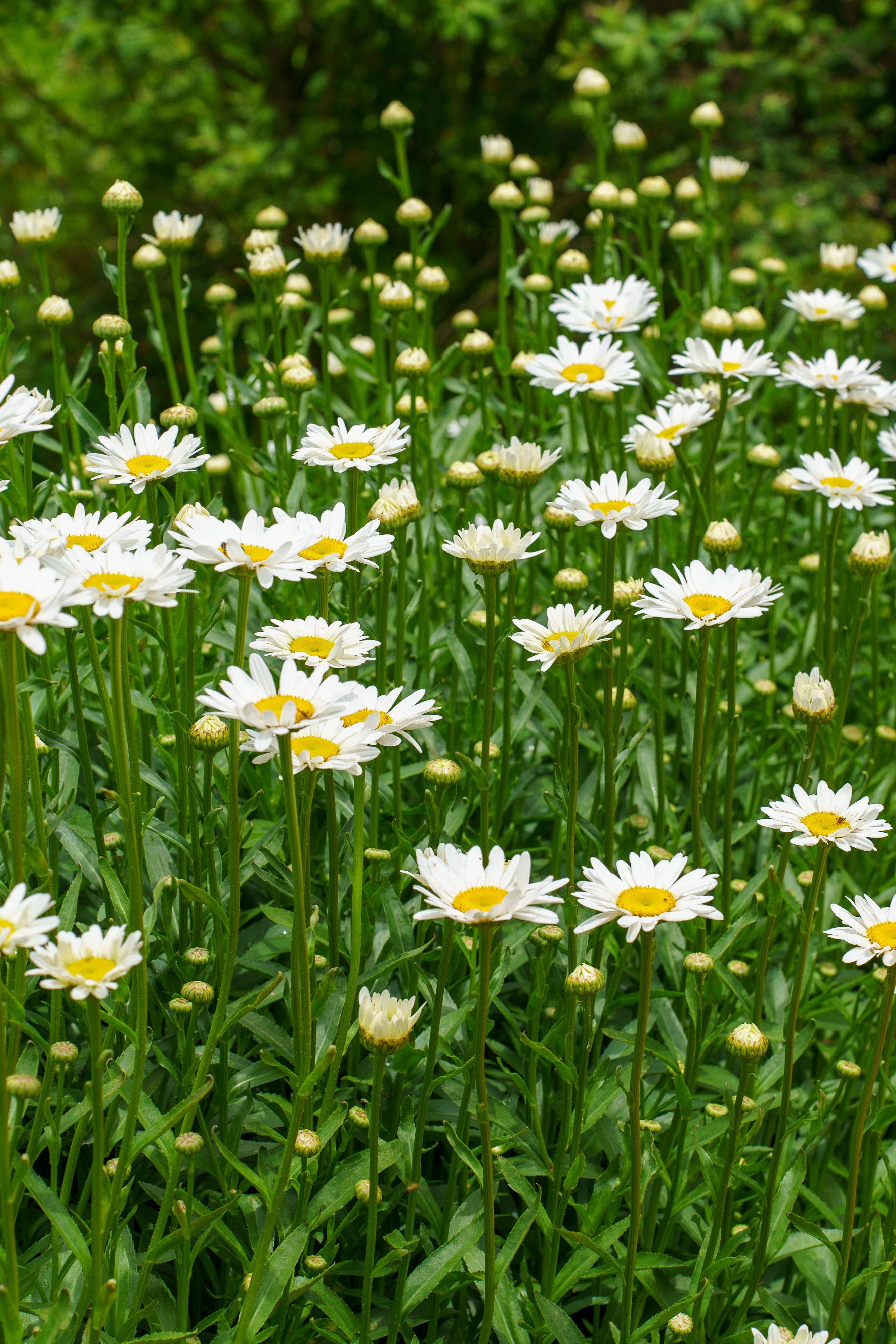 The Leucanthemum Guide – Plant Detectives