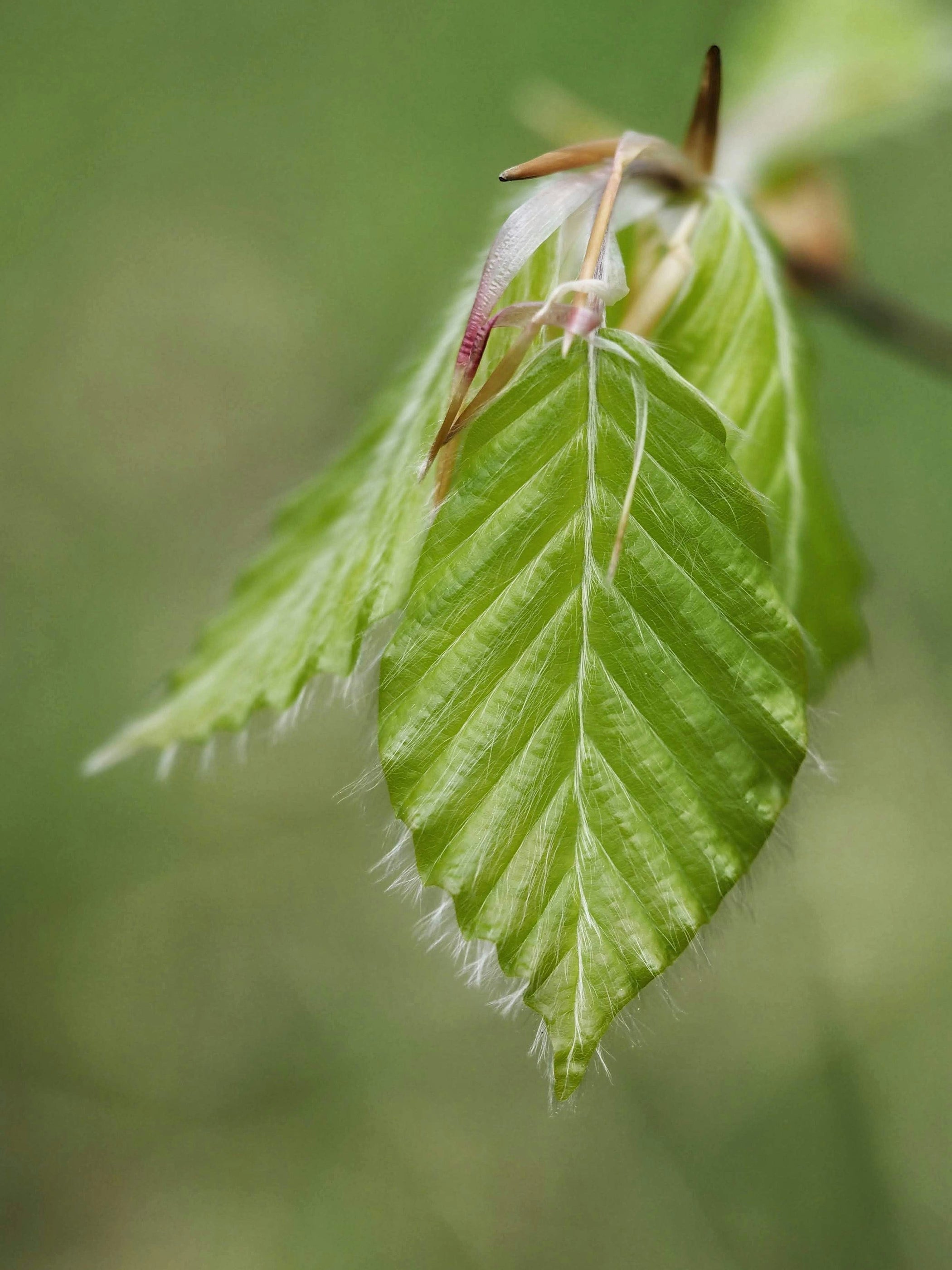 Interesting What Does A Beech Tree Look Like Photos