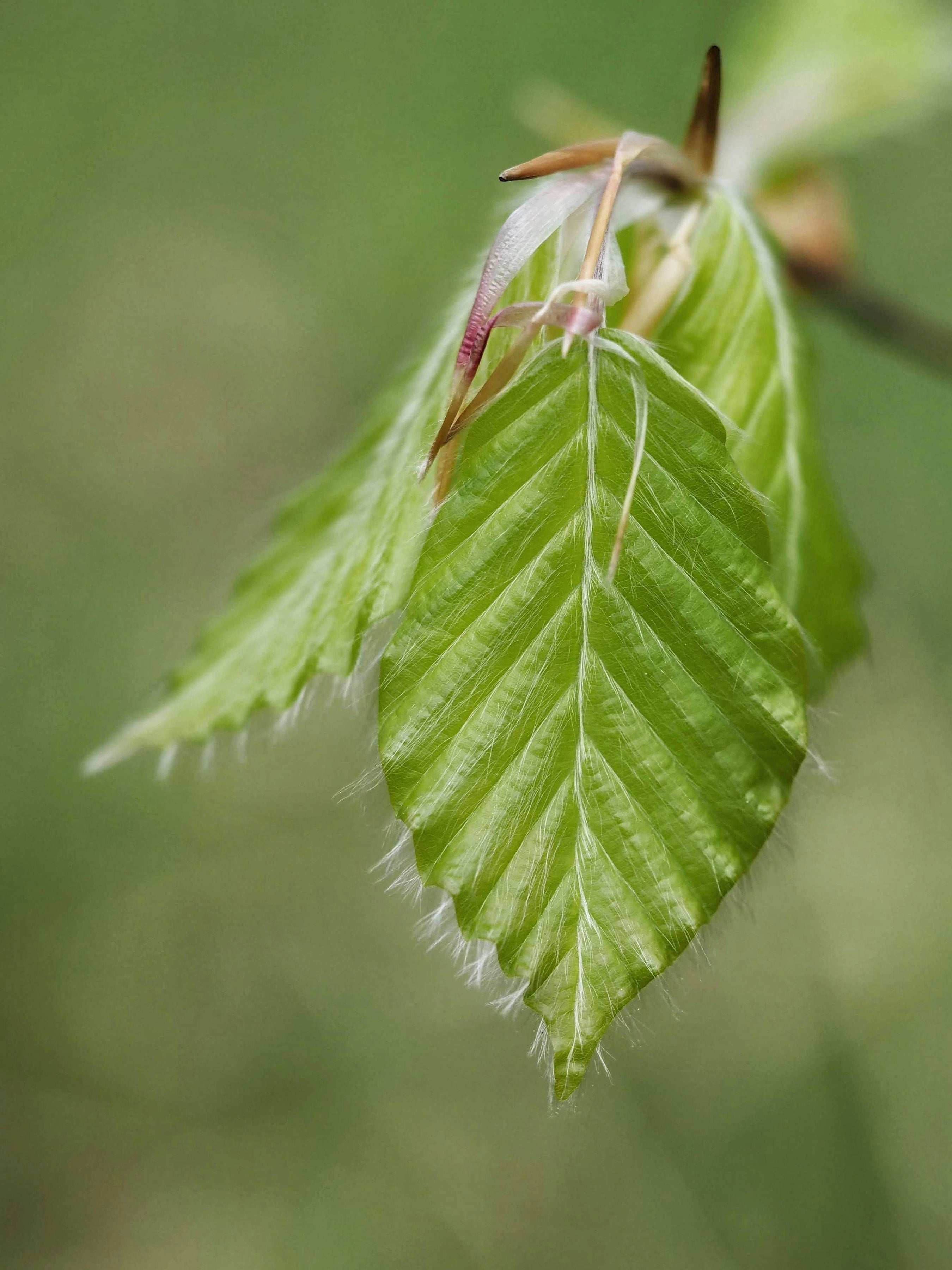 The Beech Guide – Plant Detectives