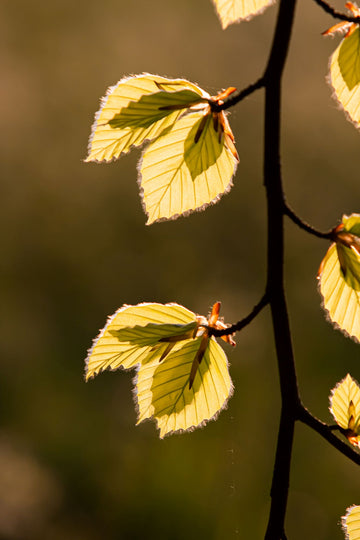 The Beech Guide – Plant Detectives