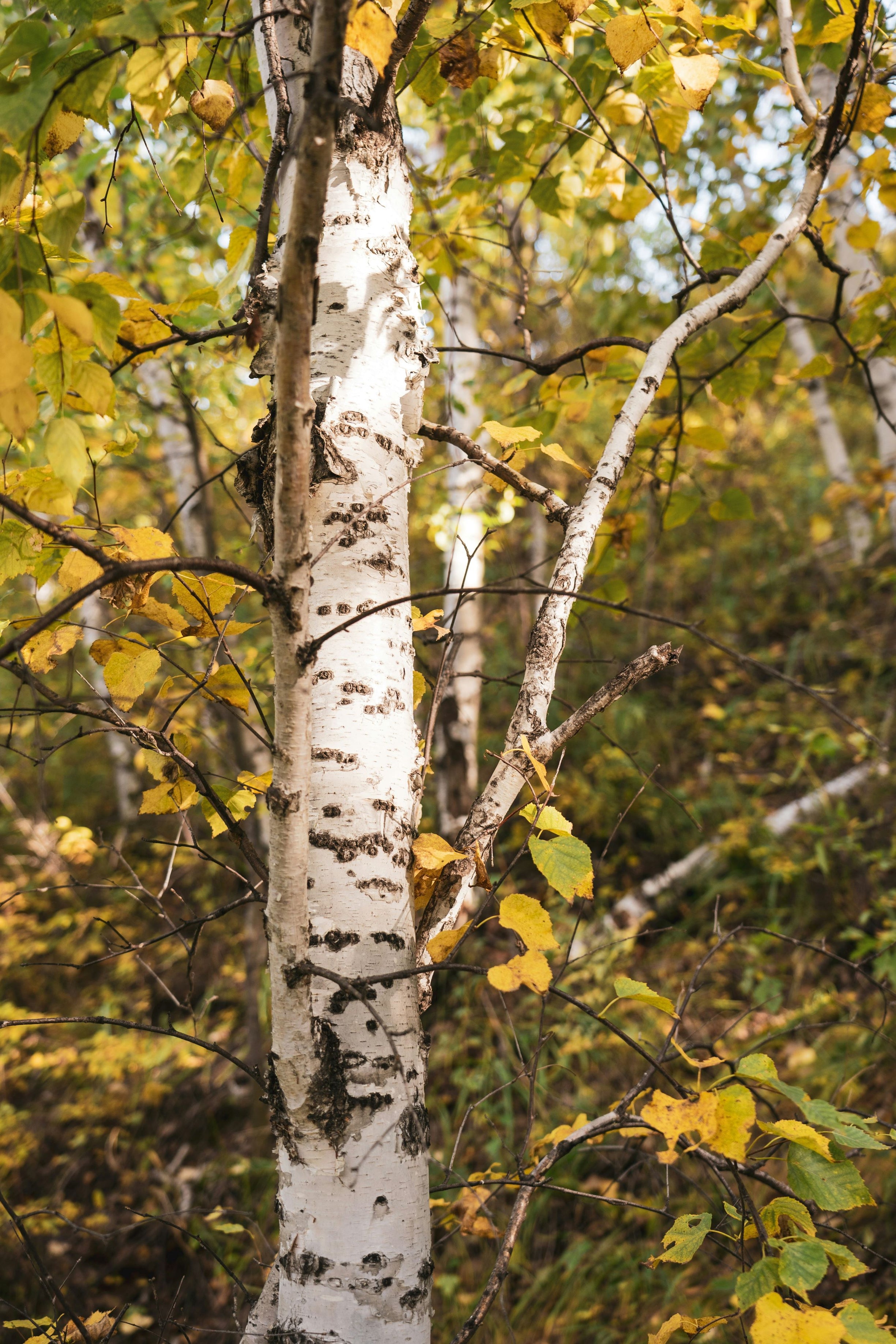 The Birch Guide – Plant Detectives