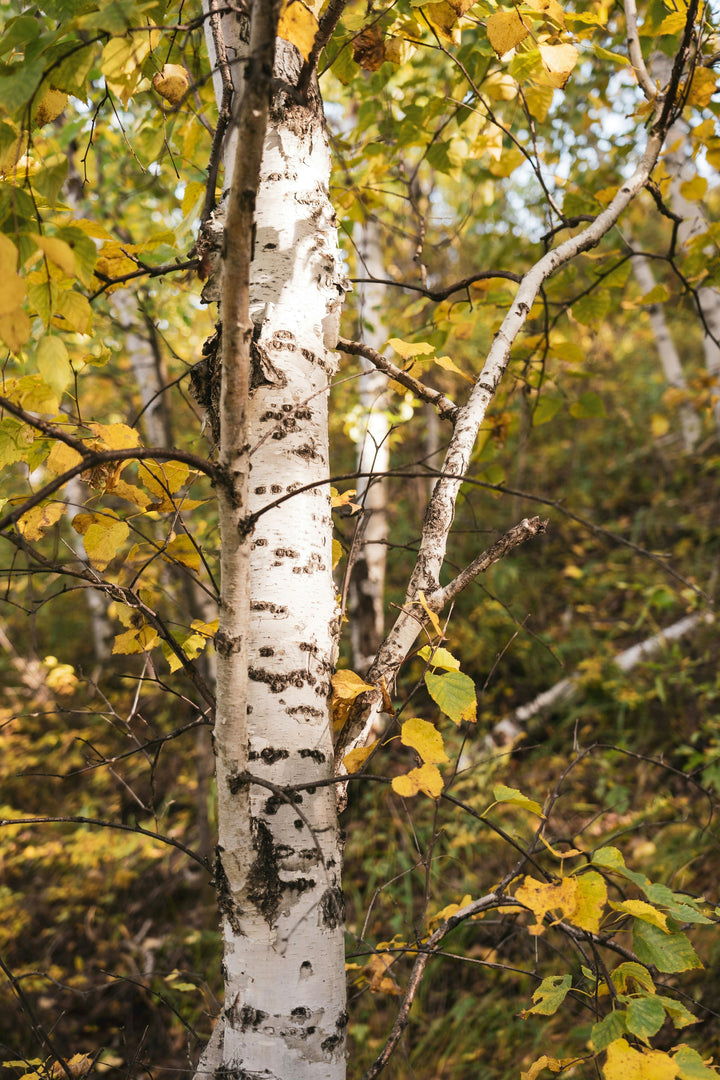 The Birch Guide – Plant Detectives