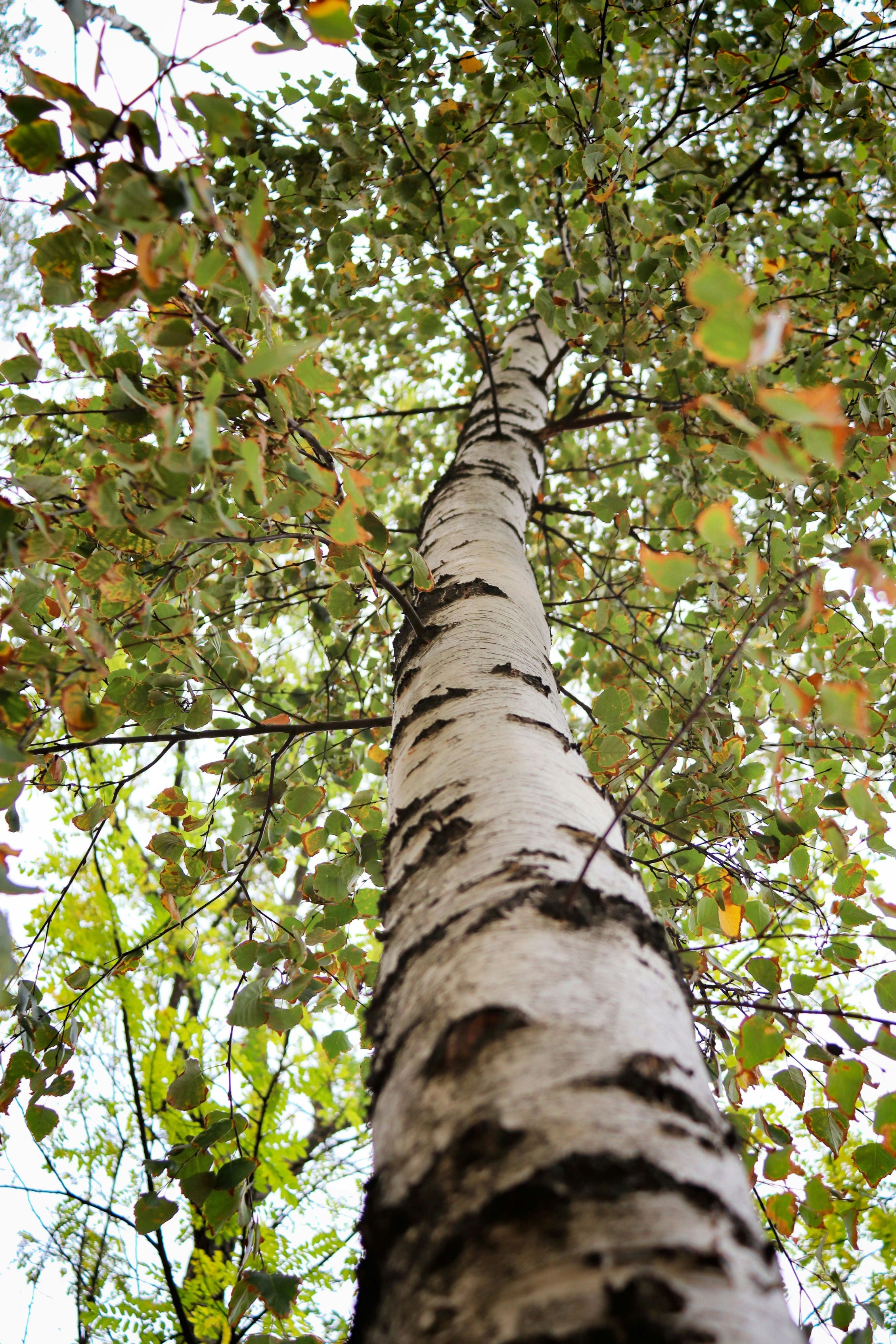 The Birch Guide – Plant Detectives