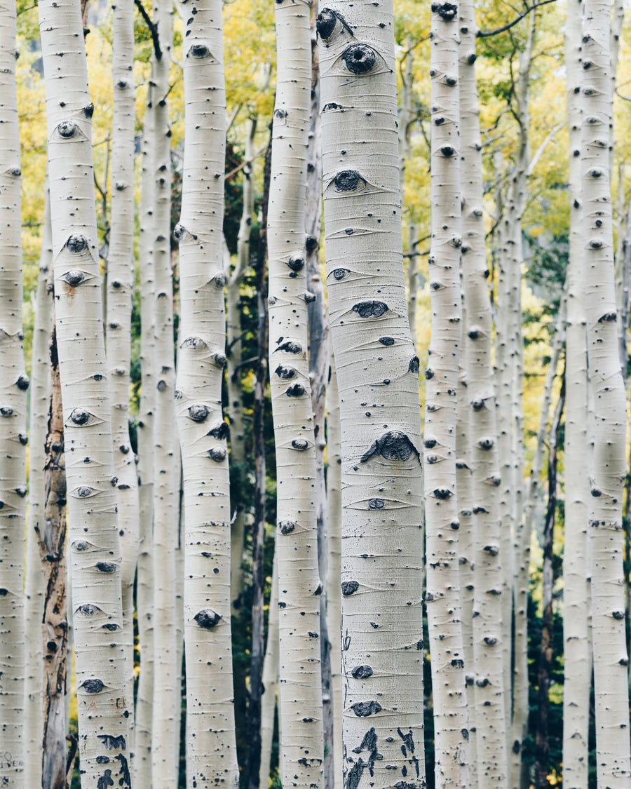 The Birch Guide – Plant Detectives