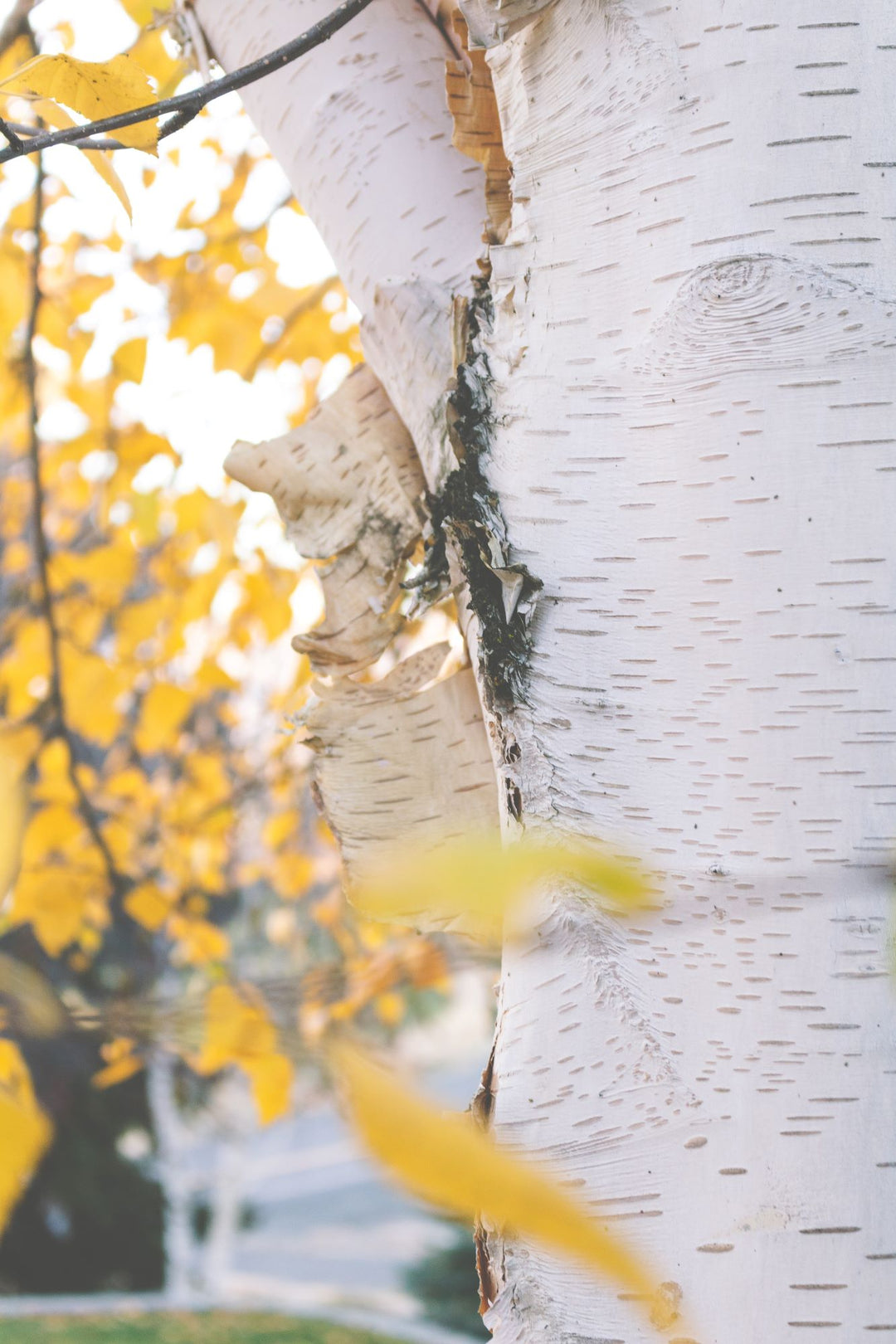 Birch (Betula) – Plant Detectives