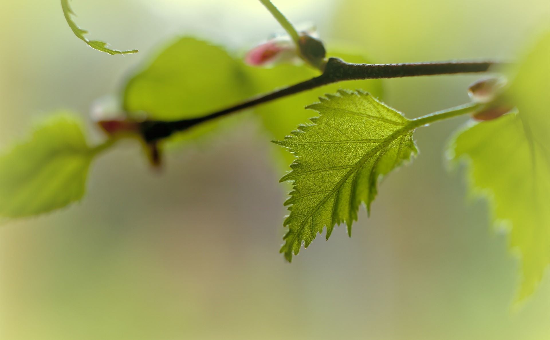 Birch (Betula) – Plant Detectives