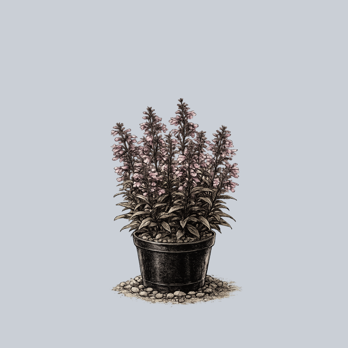 Blackbeard Beardtongue – Plant Detectives