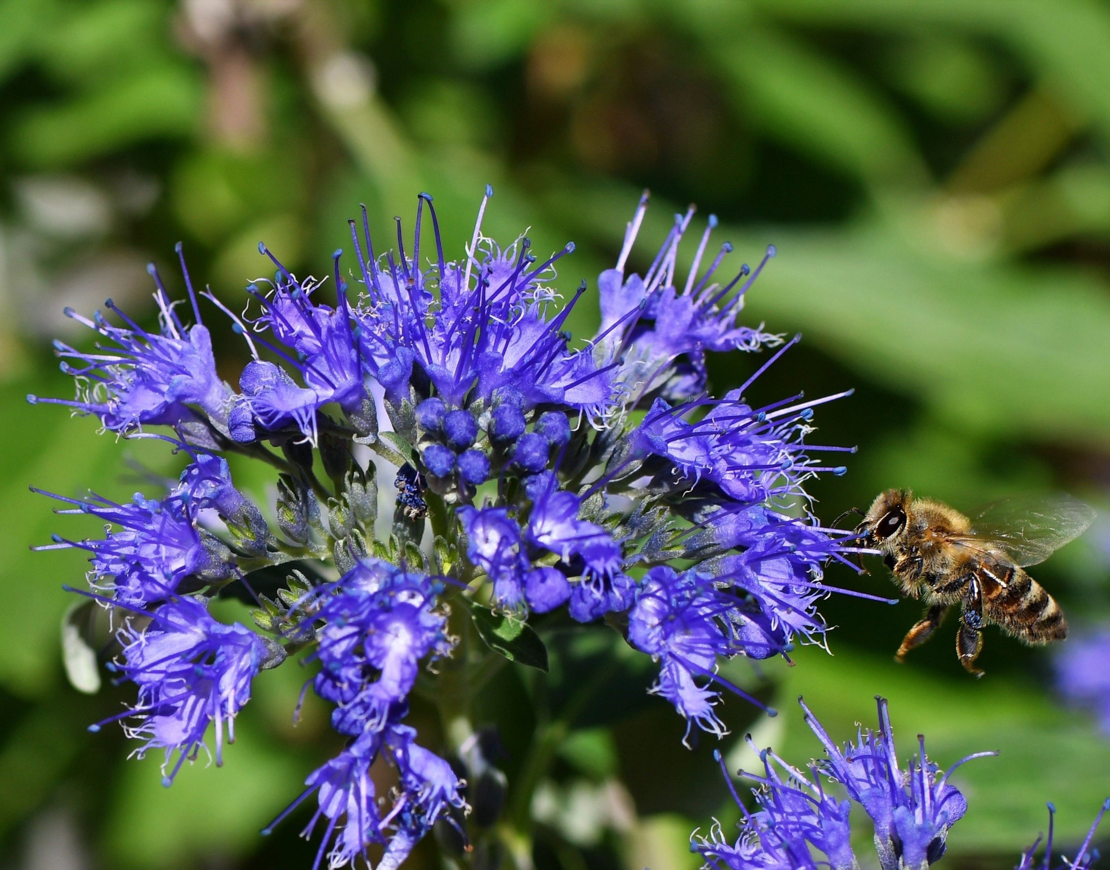 The Bluebeard Guide – Plant Detectives