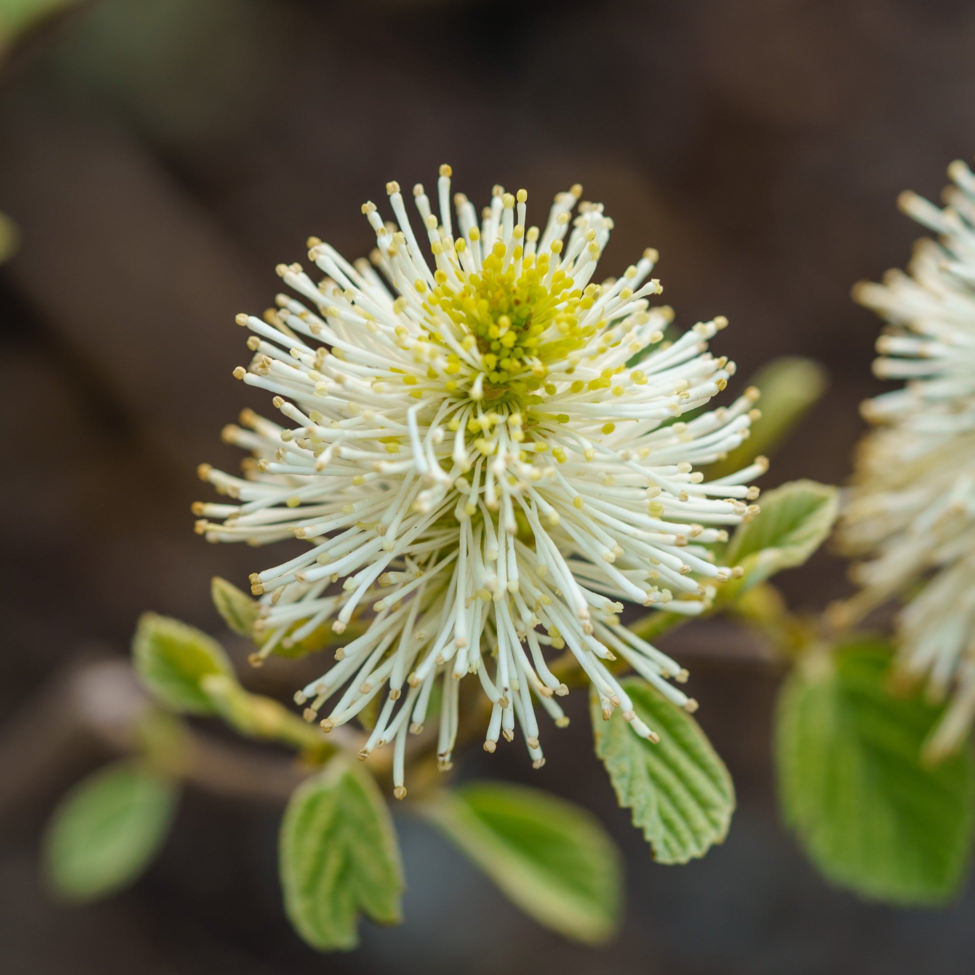 The Fothergilla Guide – Plant Detectives