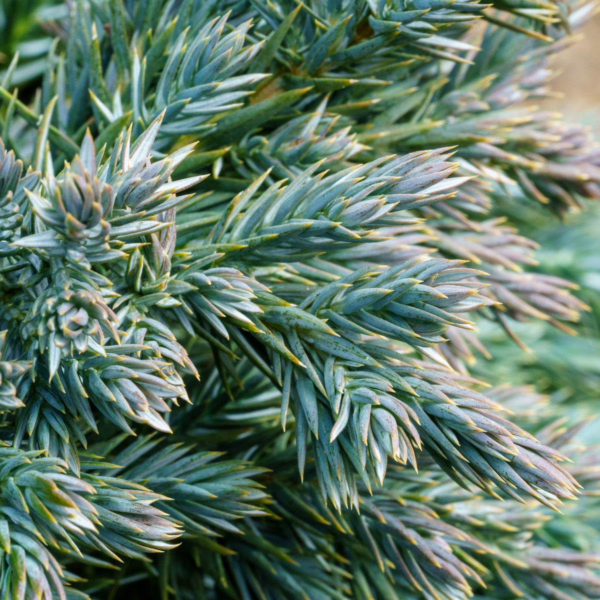 Juniperus Squamata Blue Star