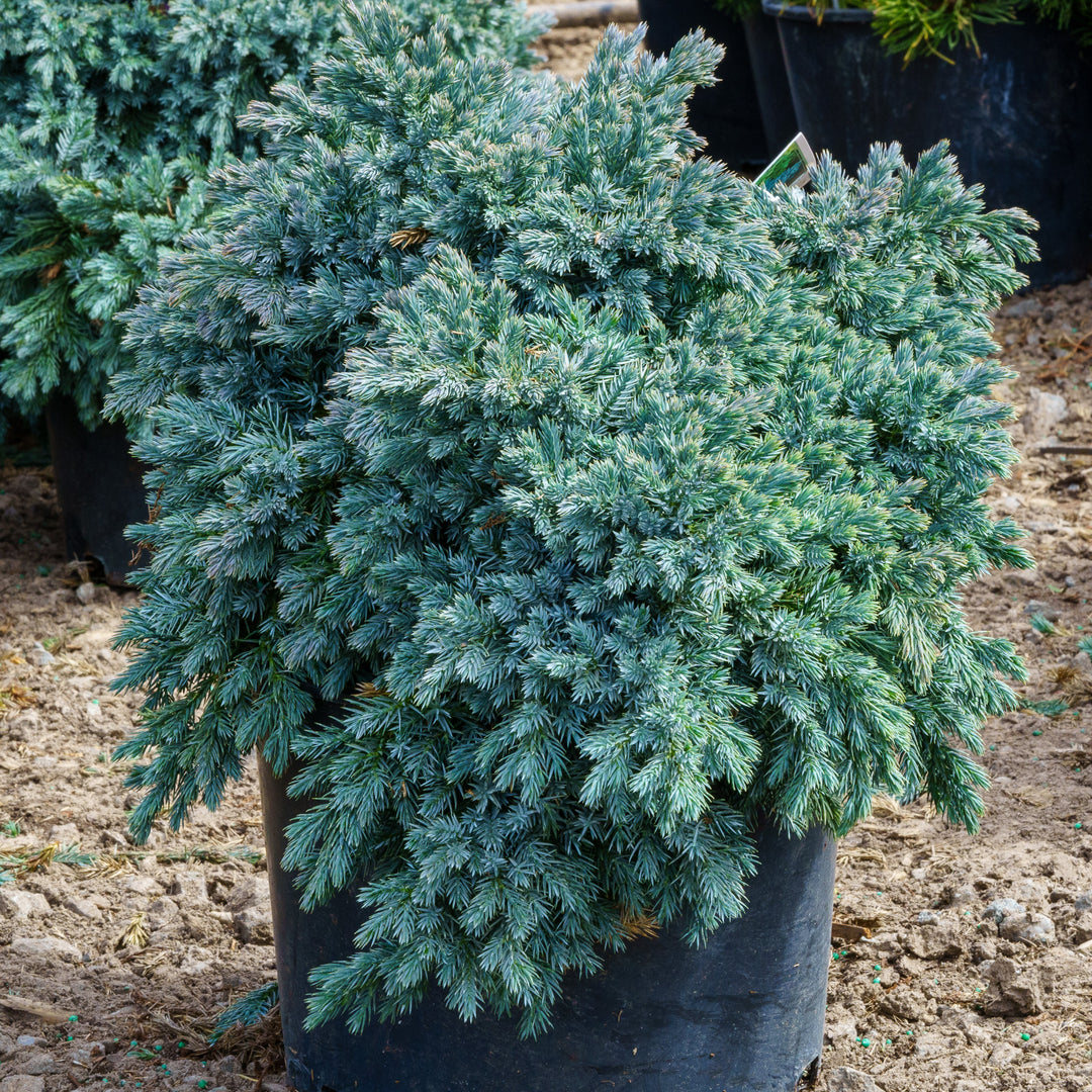 Blue Star Juniper – Plant Detectives