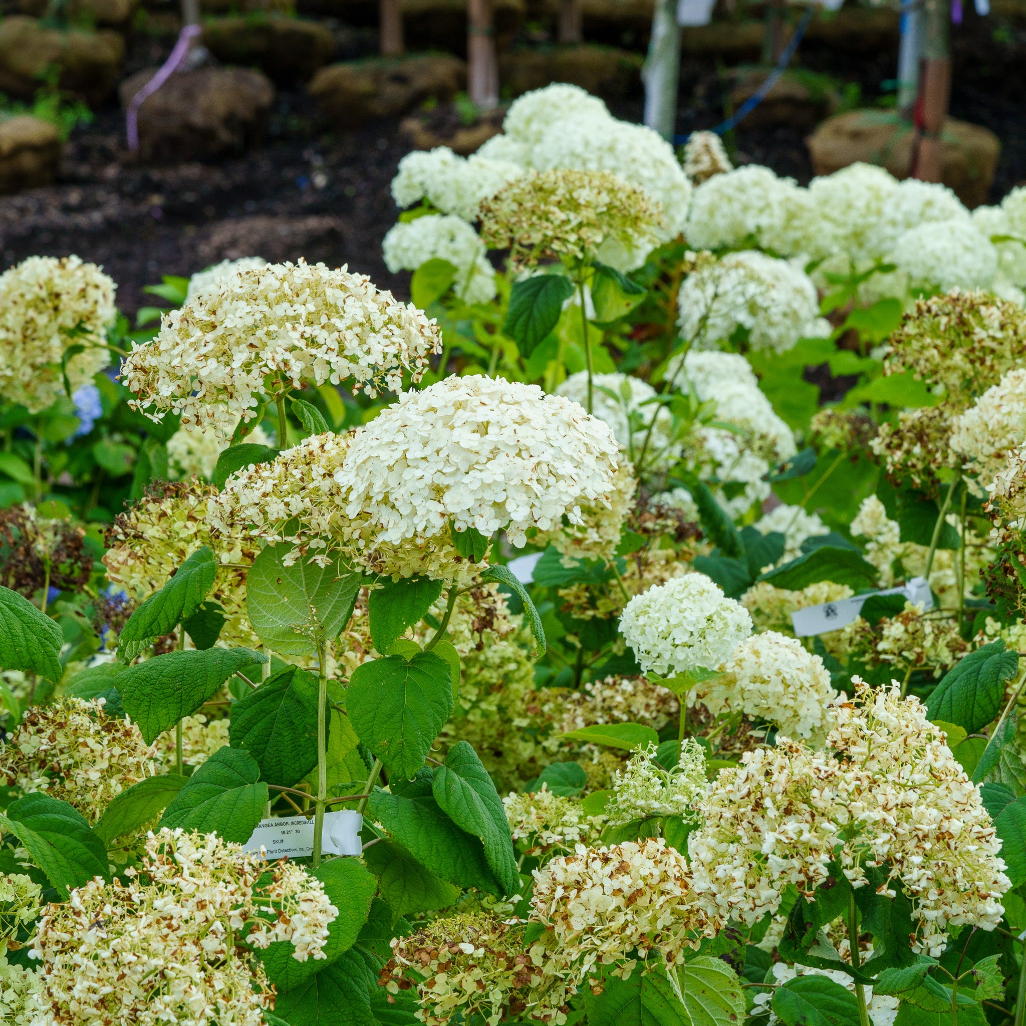 Bobo Panicle Hydrangea – Plant Detectives