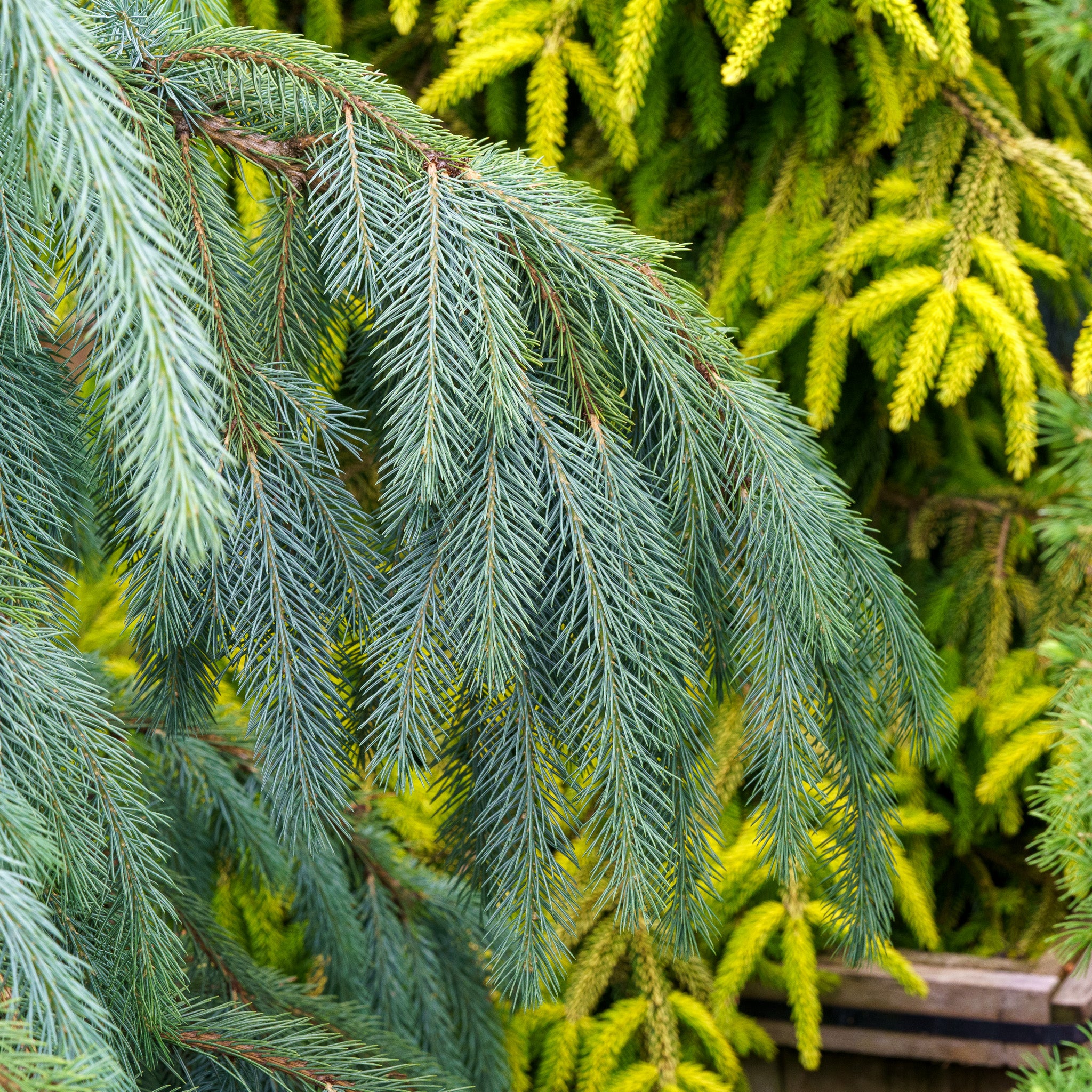 Bush's Lace Engelmann Spruce – Plant Detectives
