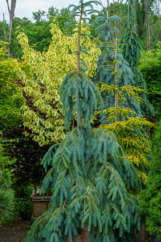 Bush's Lace Engelmann Spruce – Plant Detectives