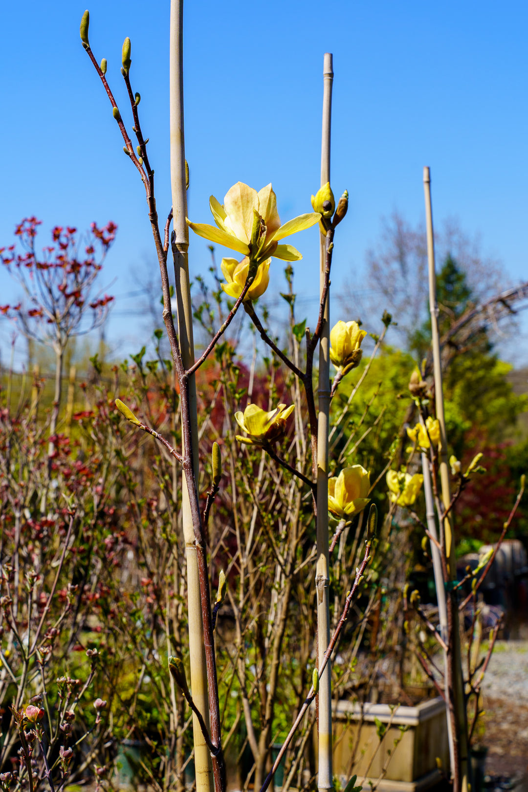 Plant of the Week - Butterflies Magnolia – Plant Detectives