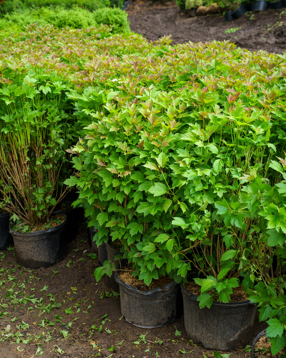 Bailey Compact American Cranberrybush – Plant Detectives
