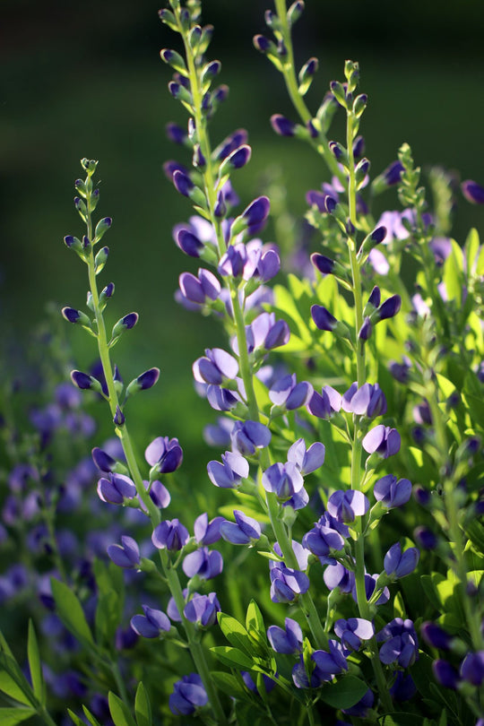The Baptisia Guide – Plant Detectives