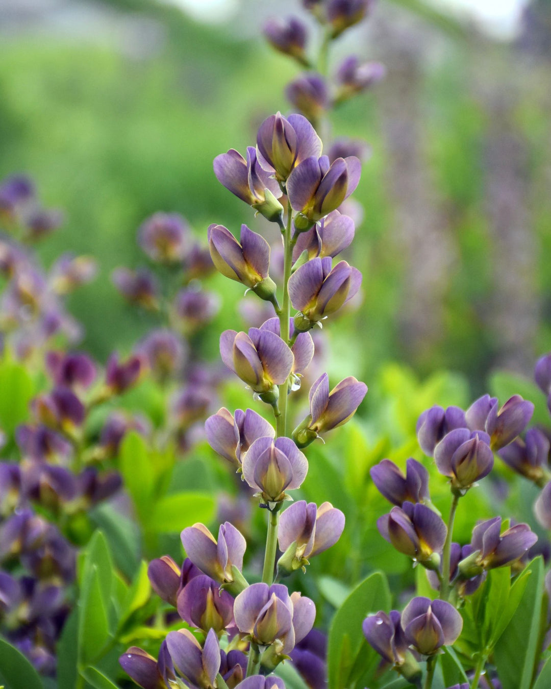 The Baptisia Guide – Plant Detectives