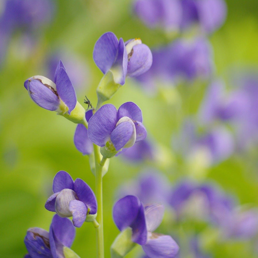 The Baptisia Guide – Plant Detectives