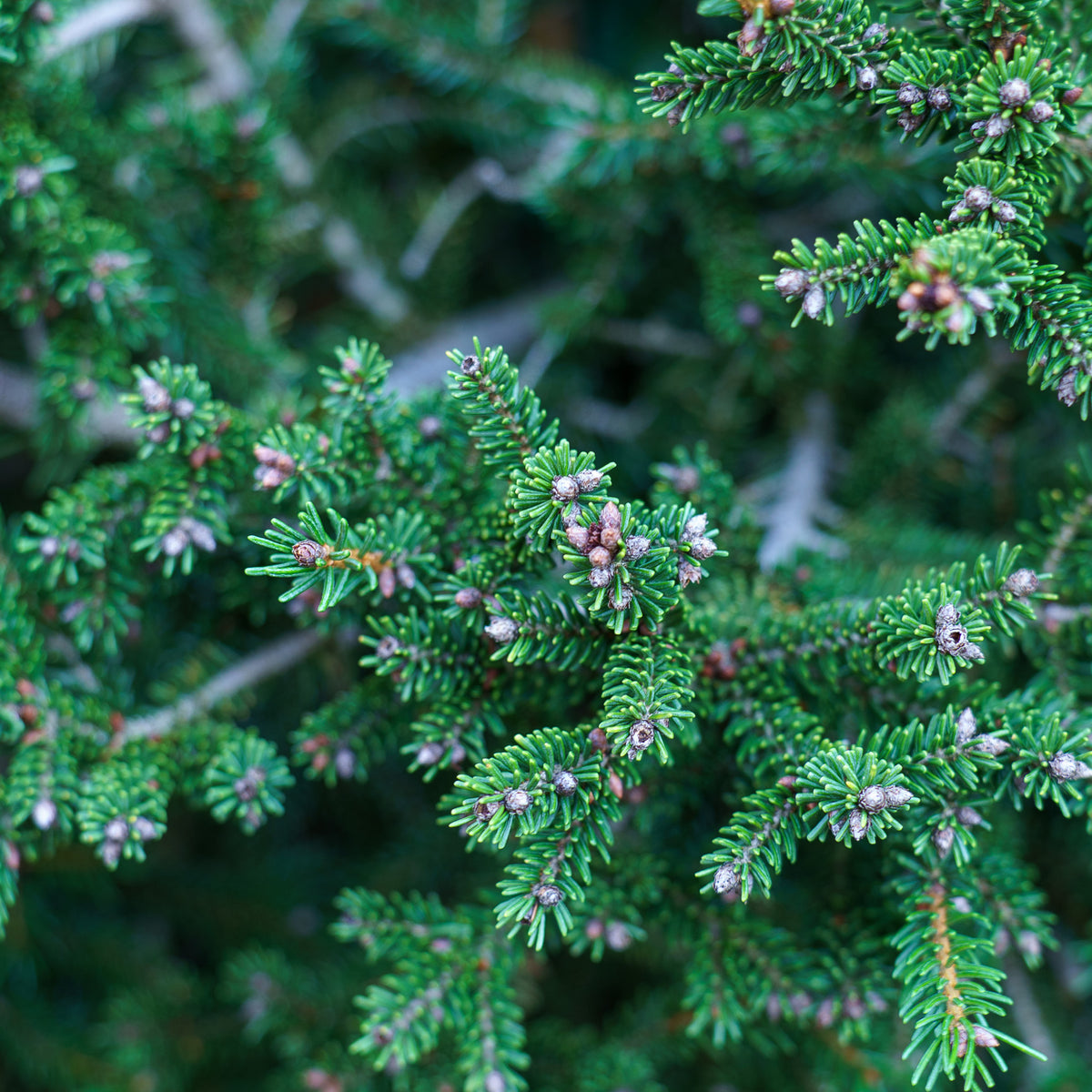 Barnes Oriental Spruce – Plant Detectives