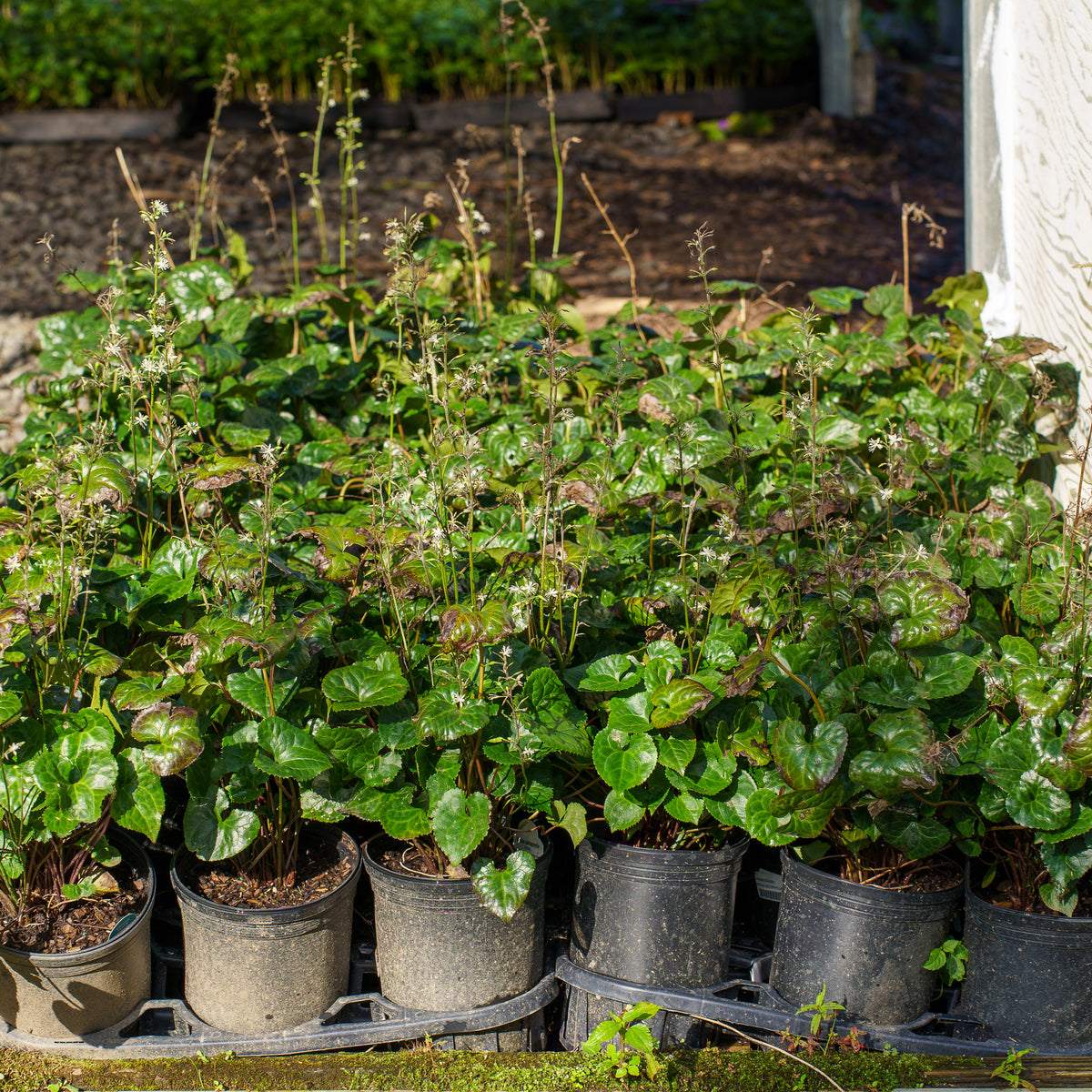 Beesia – Plant Detectives