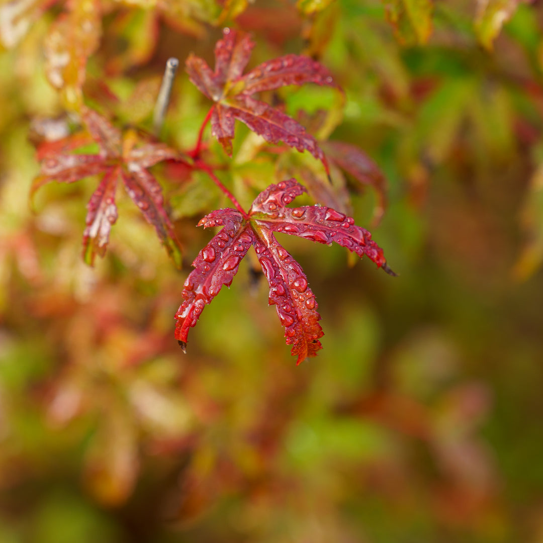 Japanese Maples – Plant Detectives