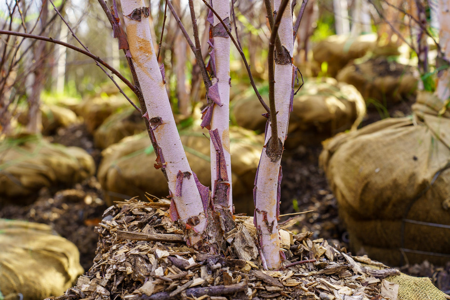 Top 10 Trees for New Jersey Landscapes: A Guide for Professionals ...