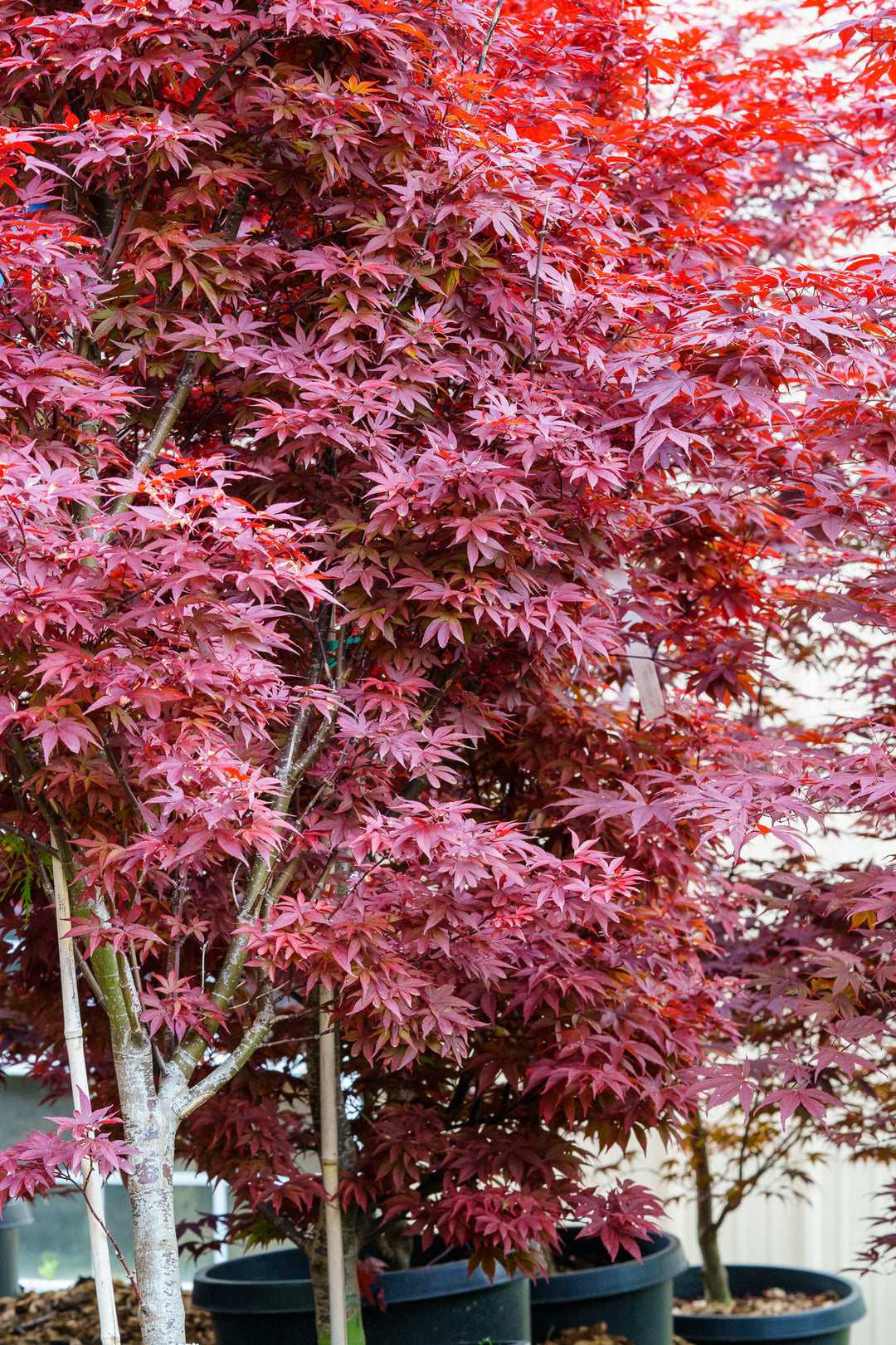 Bloodgood Japanese Maple (Acer palmatum 'Bloodgood') – Plant Detectives