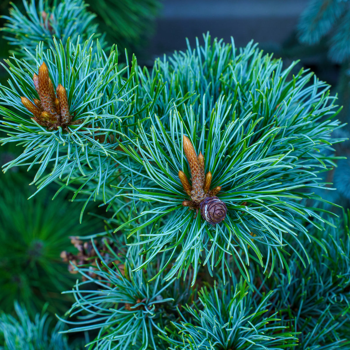Blue Lou Japanese White Pine – Plant Detectives