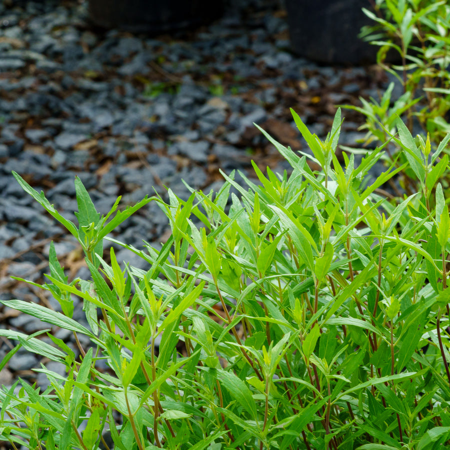 The Bluebeard Guide – Plant Detectives