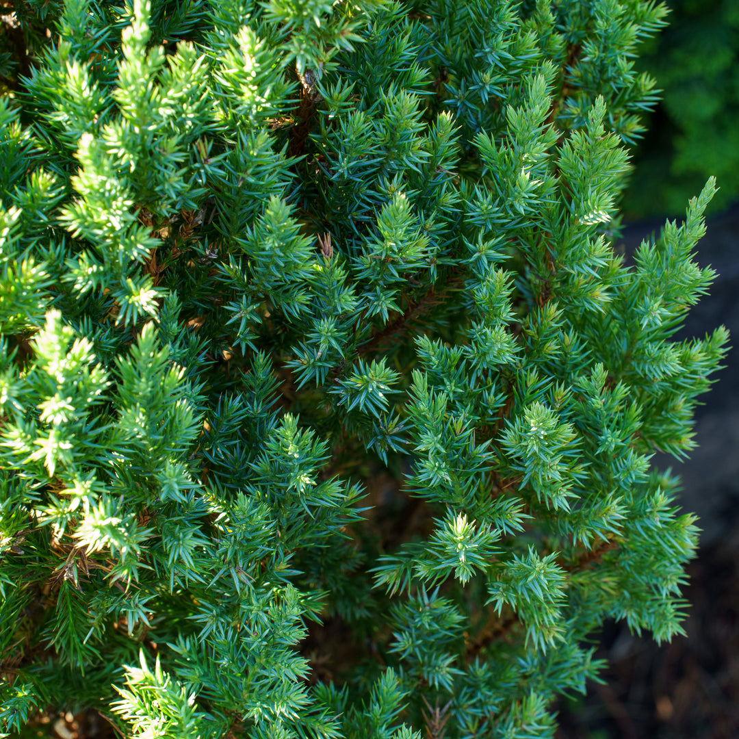 Juniper – Plant Detectives