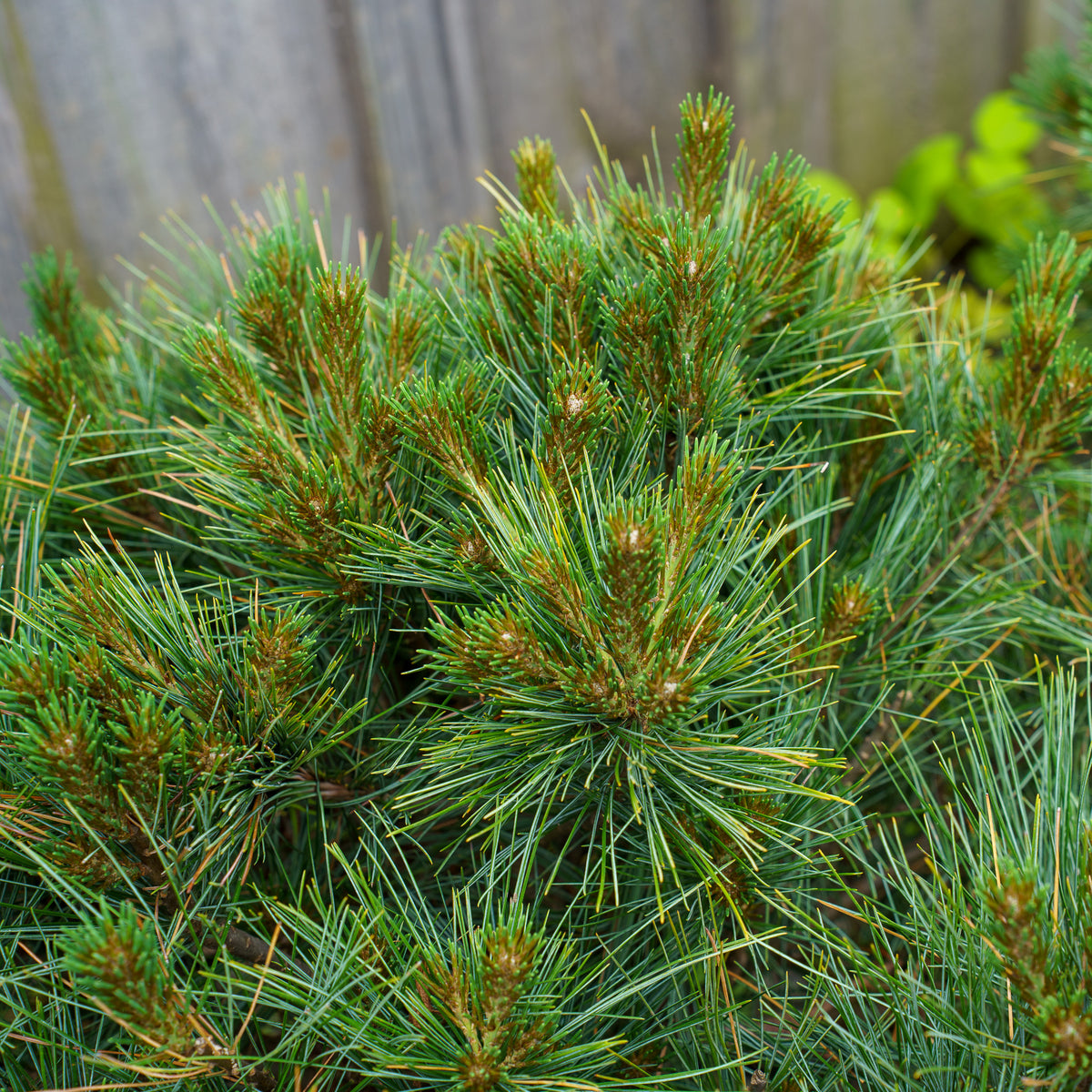Blue Shag Eastern White Pine – Plant Detectives