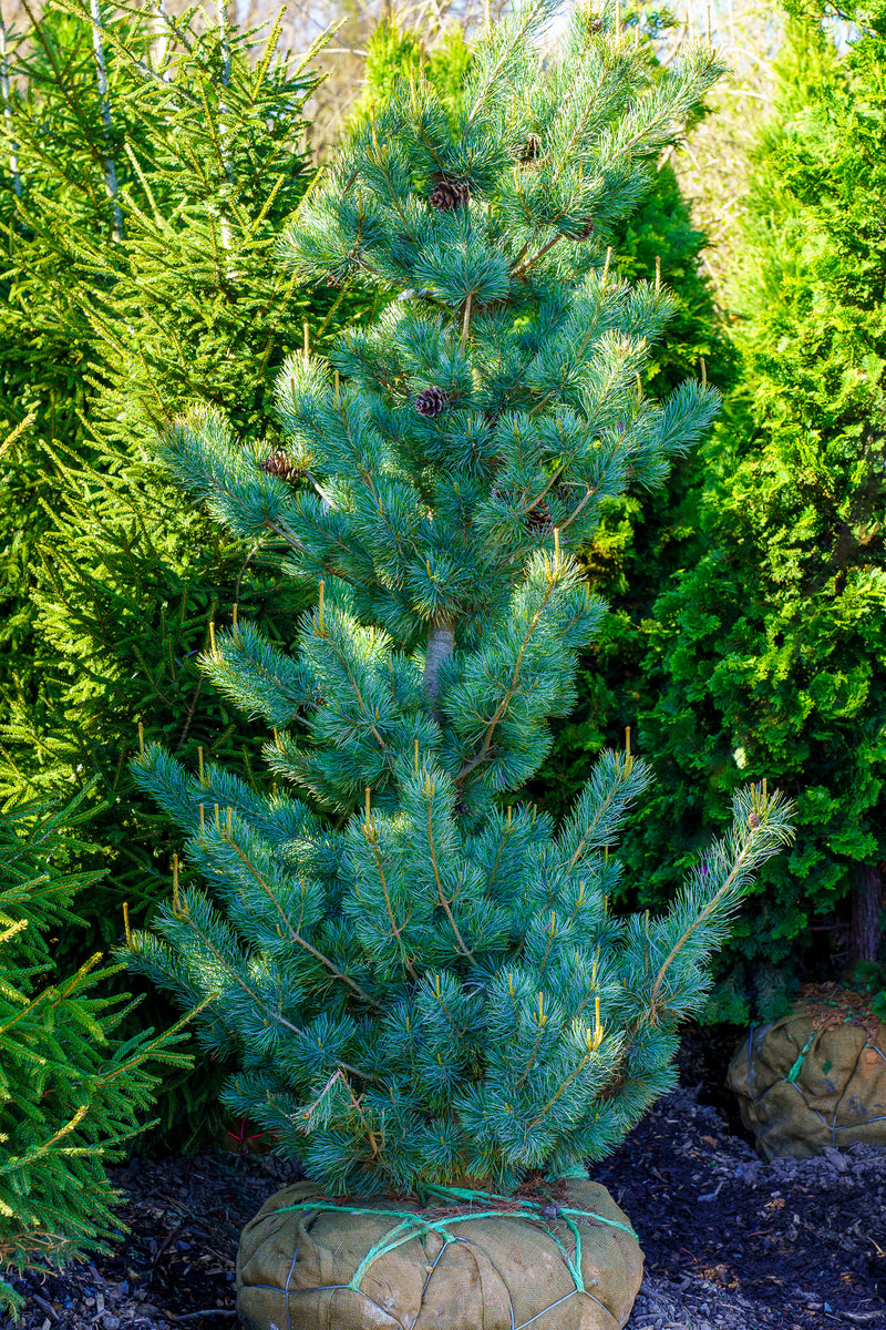 Blue Wave Japanese White Pine – Plant Detectives
