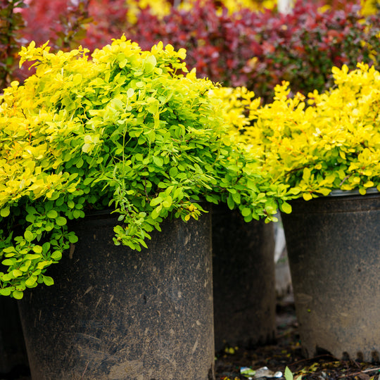 The Barberry Guide – Plant Detectives