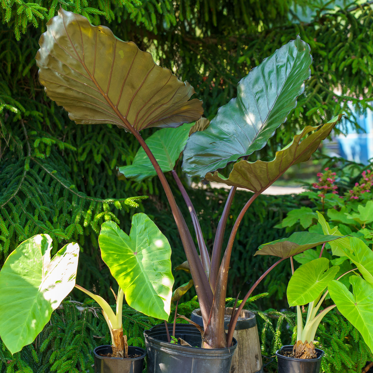 Borneo Giant Elephant Ear – Plant Detectives