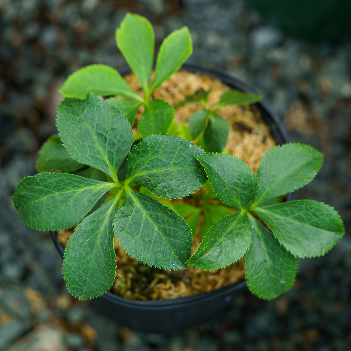 Brandywine Lenten Rose – Plant Detectives