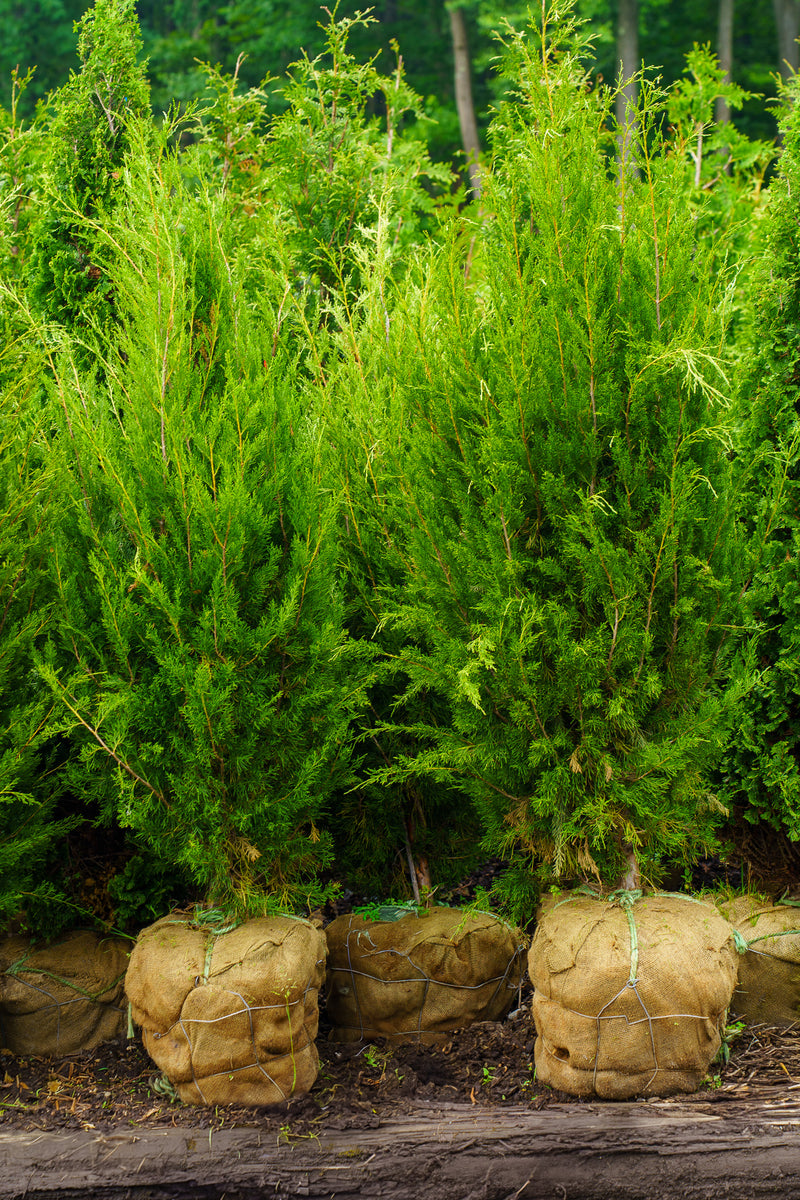 Brodie Eastern Red Cedar – Plant Detectives