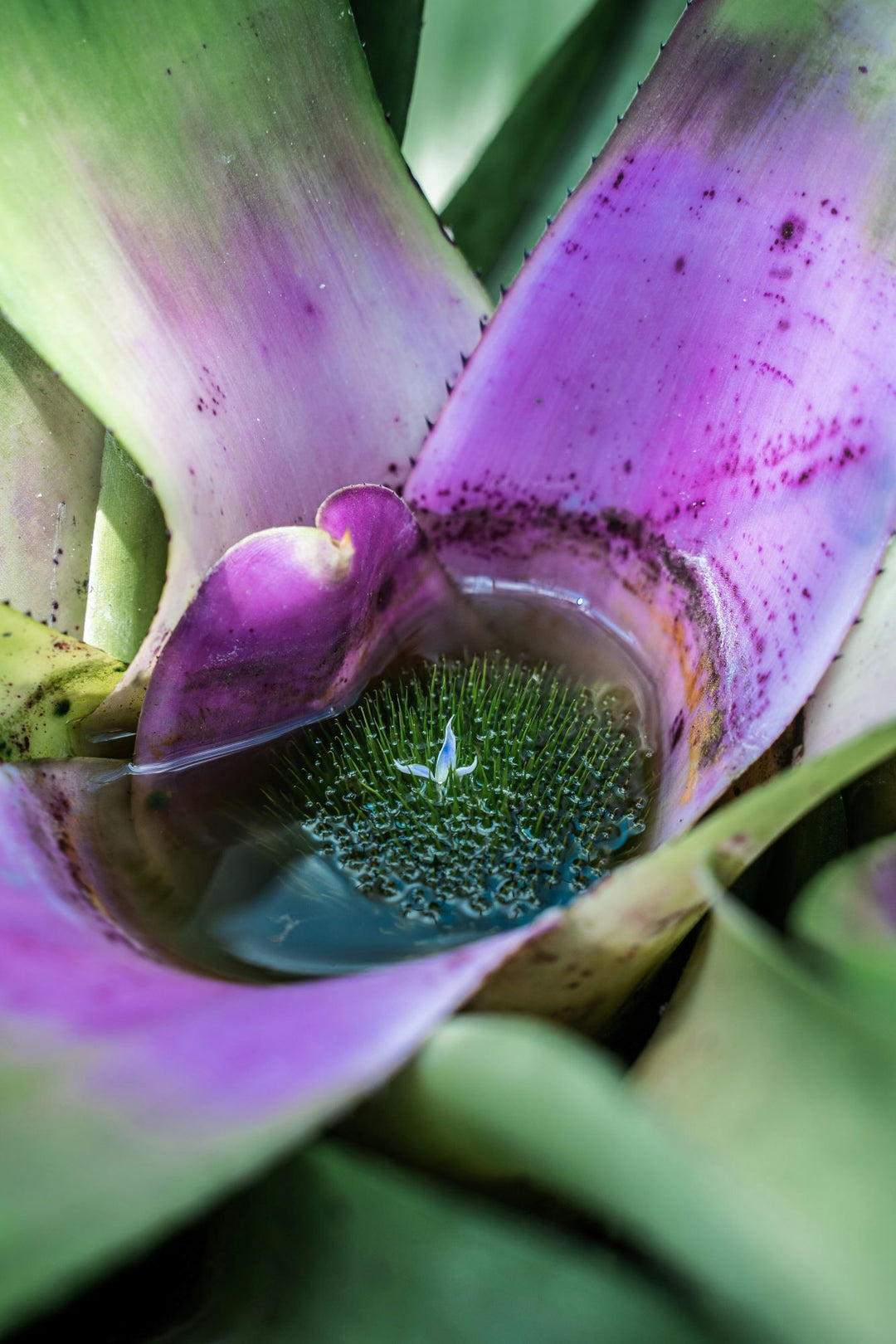 The Bromeliad Guide – Plant Detectives