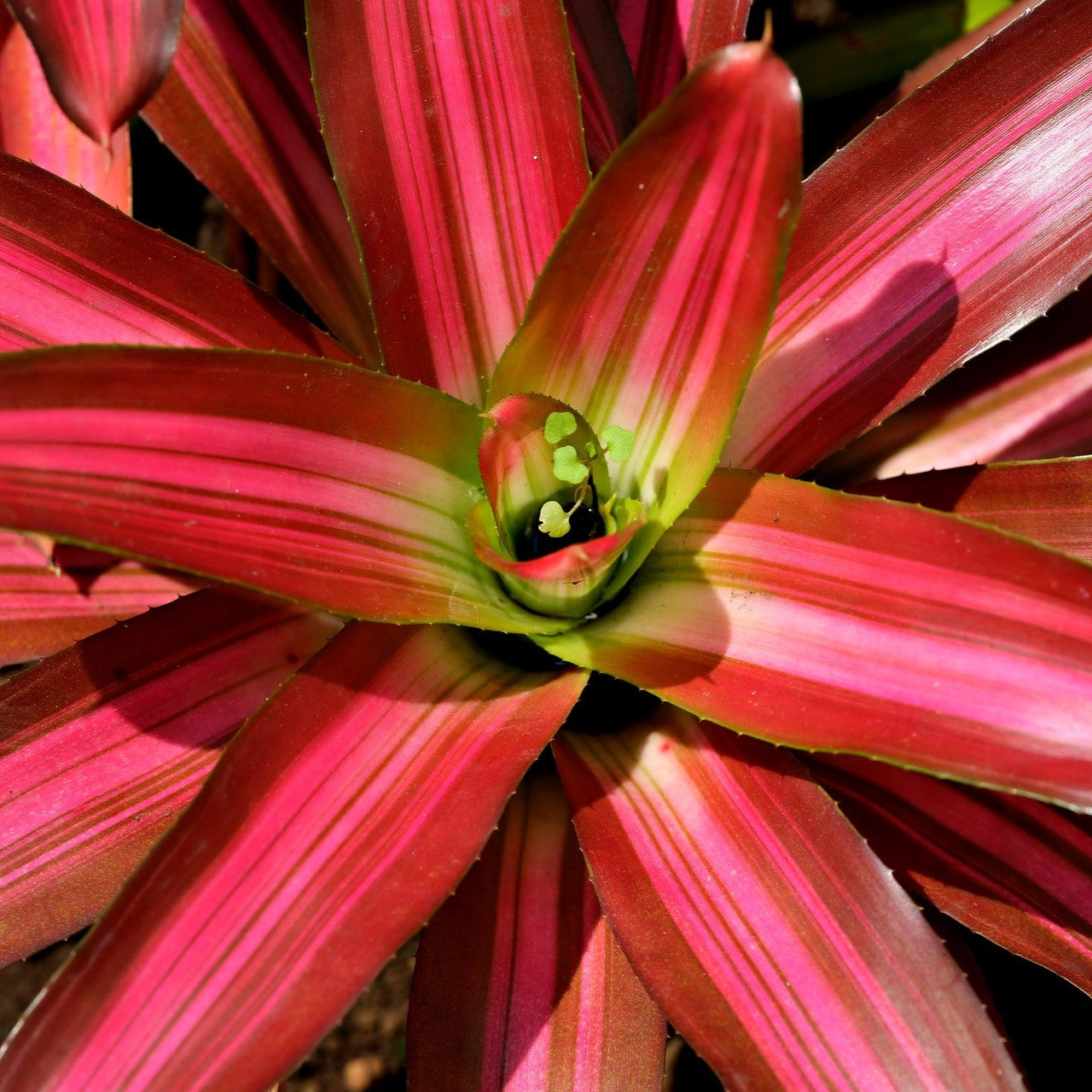 The Bromeliad Guide – Plant Detectives