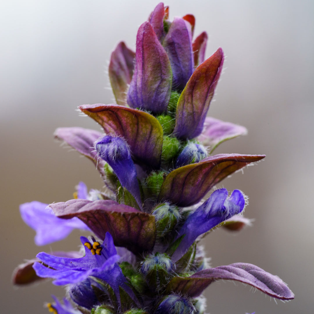 The Ajuga Guide – Plant Detectives