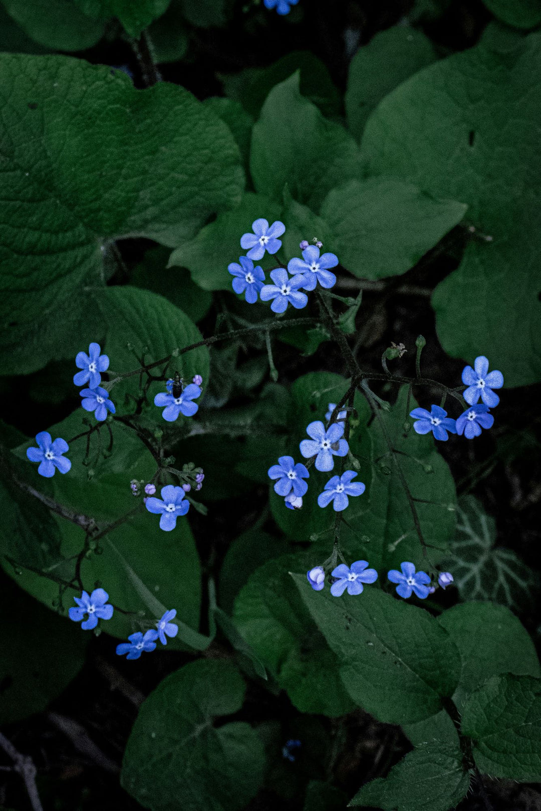 The Brunnera Guide – Plant Detectives