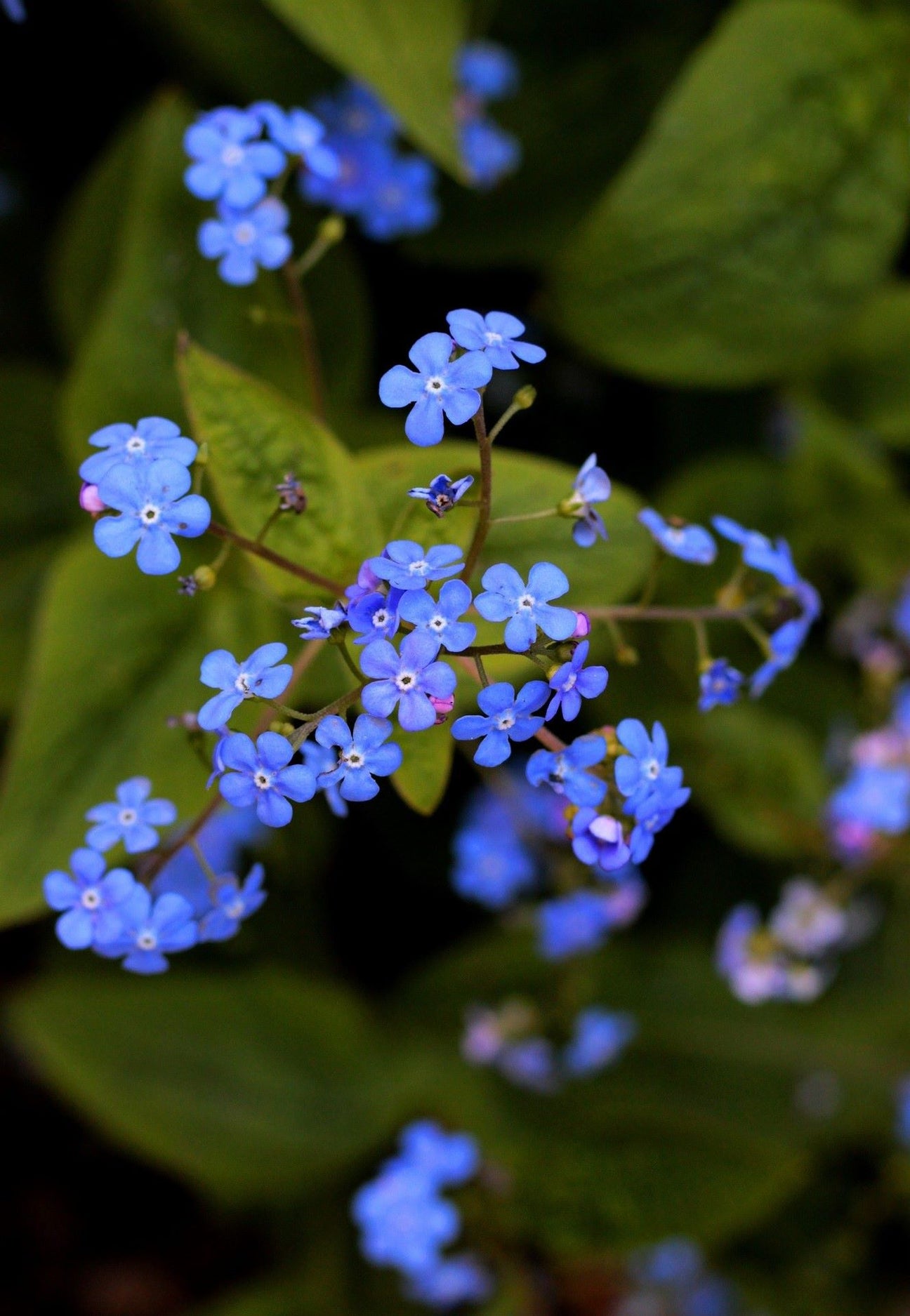 The Brunnera Guide – Plant Detectives